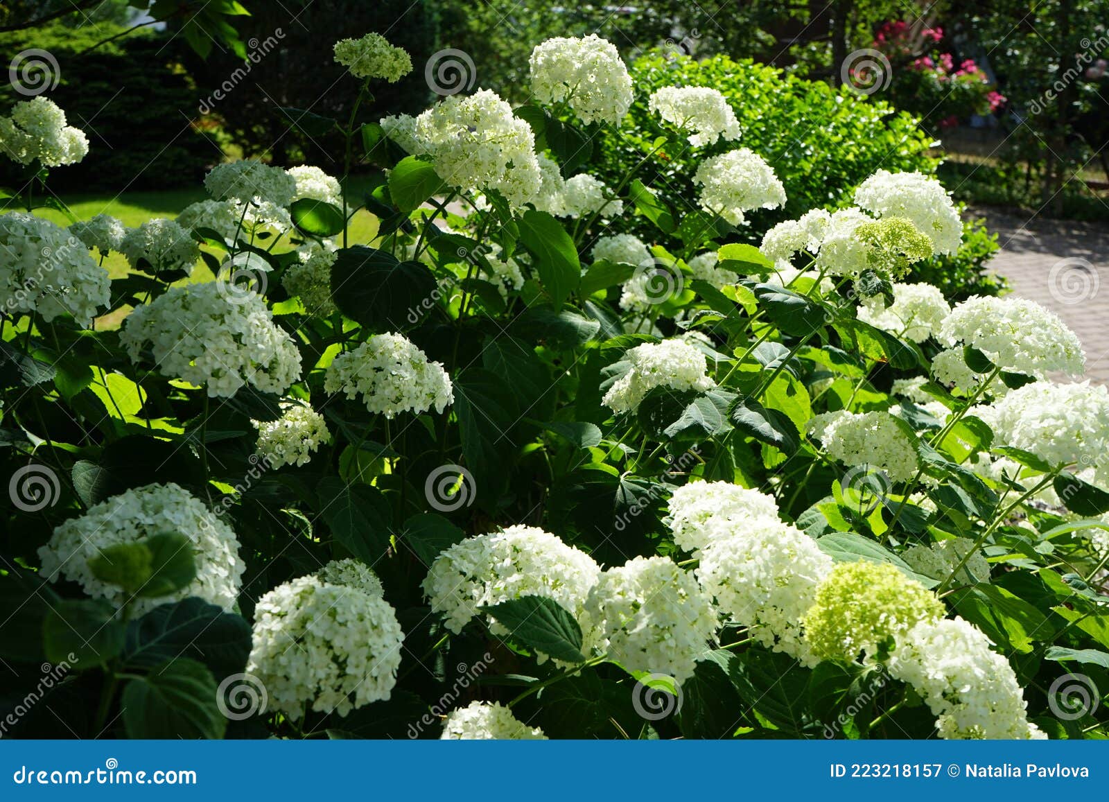 Hydrangea Arborescens is a Species of Flowering Plant in the Family ...