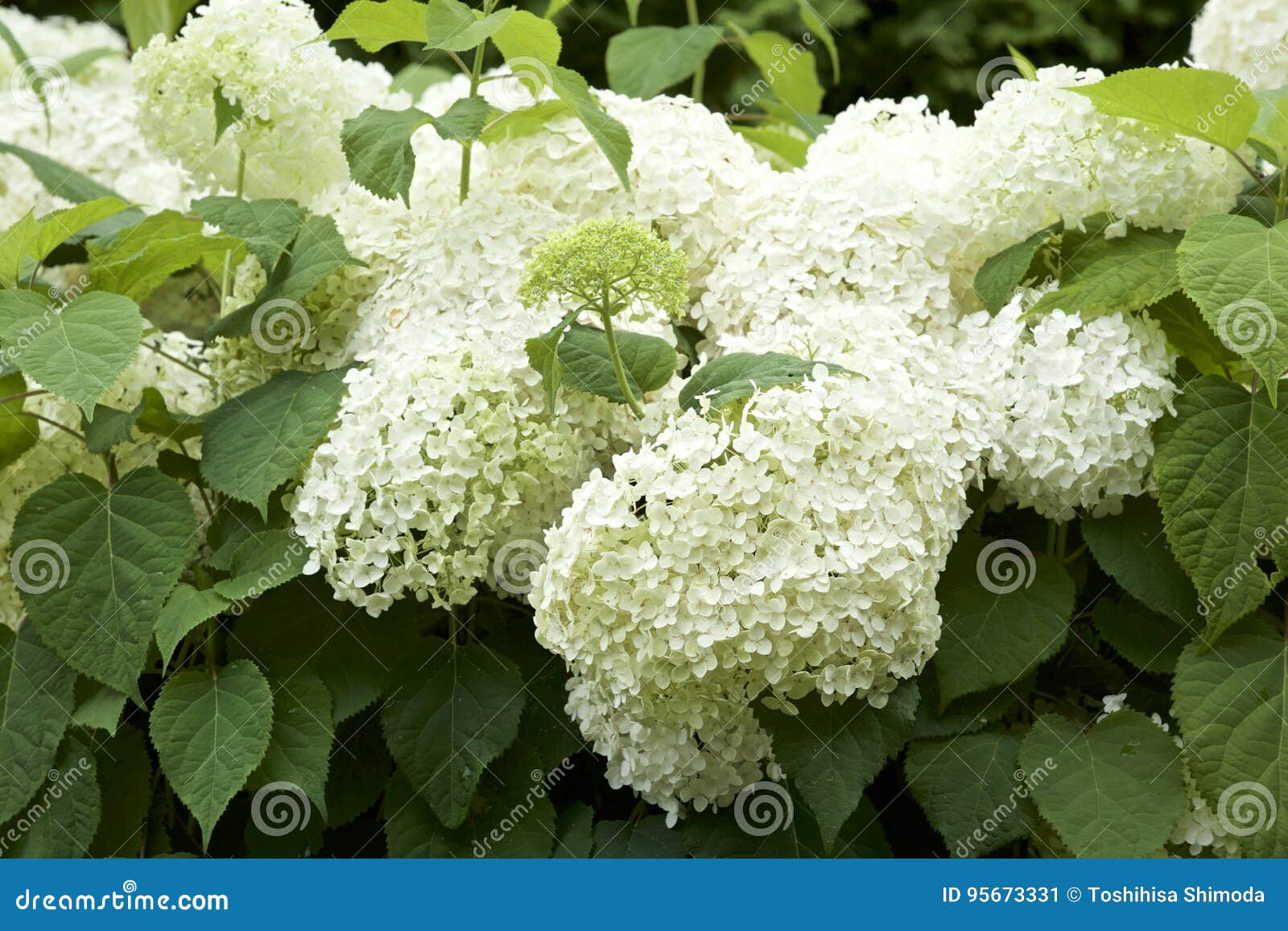 Hydrangea Arborescens in Garden Stock Image - Image of abundantly ...