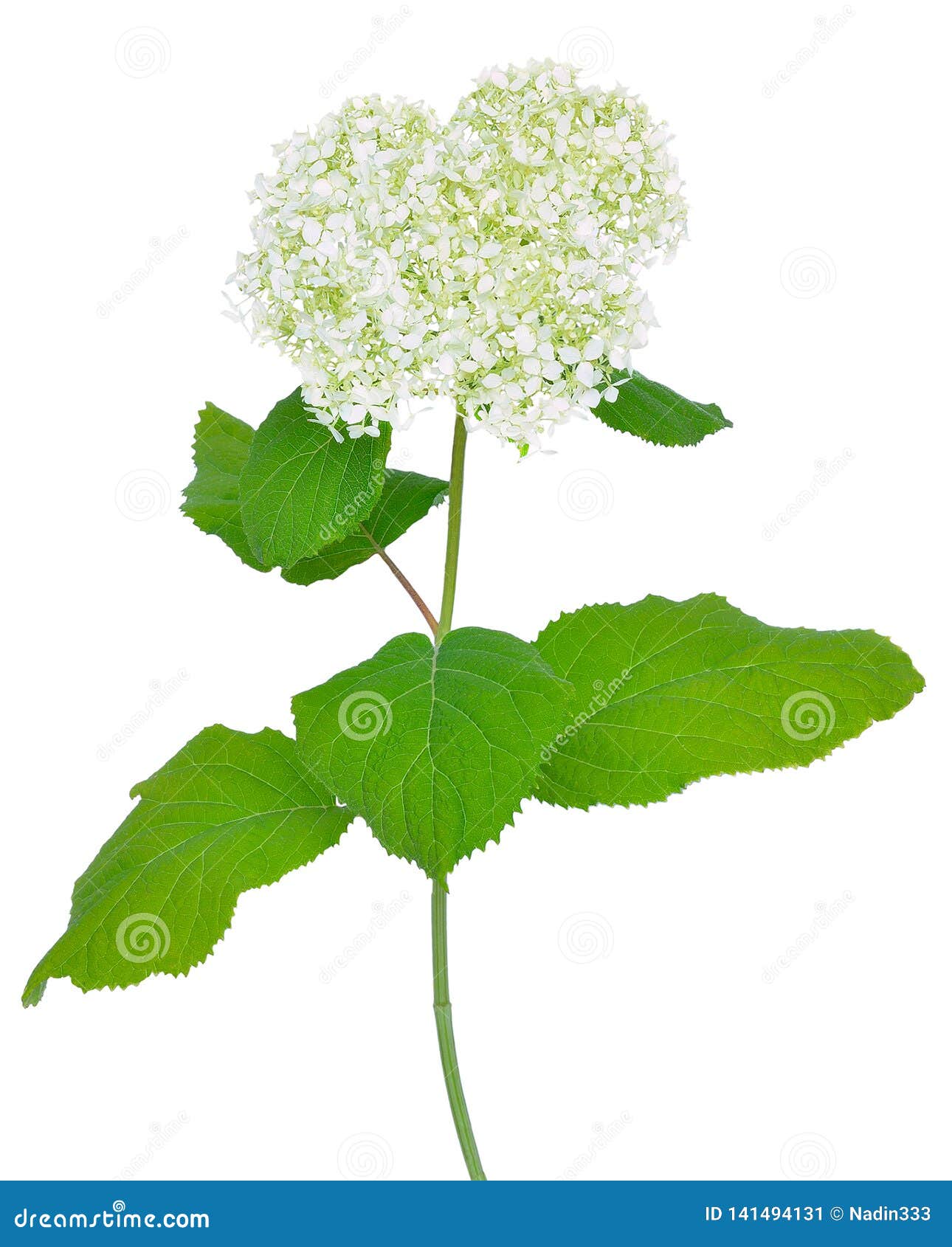 Hydrangea Arborescens Hydrangea Arborescens Stock Image - Image of ...