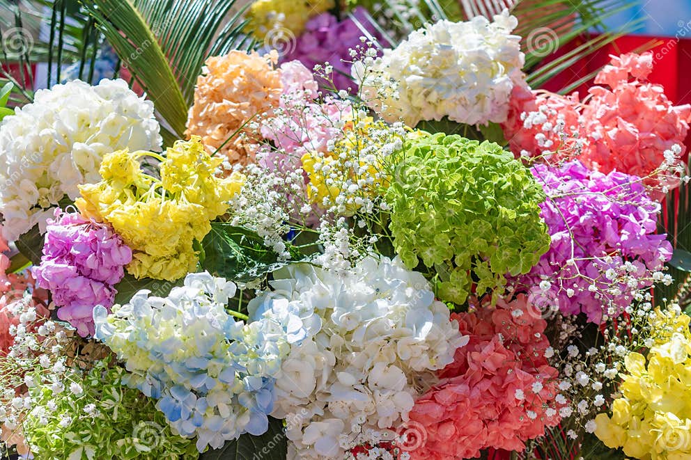 Hydrangea Arborescens L.Hydrangeas of Different Colors Stock Photo ...