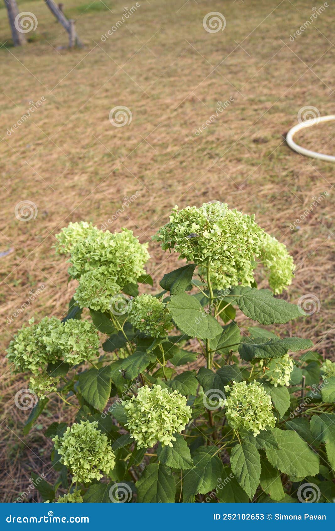 Hydrangea Arborescens Shrub in Bloom Stock Image - Image of outdoor ...