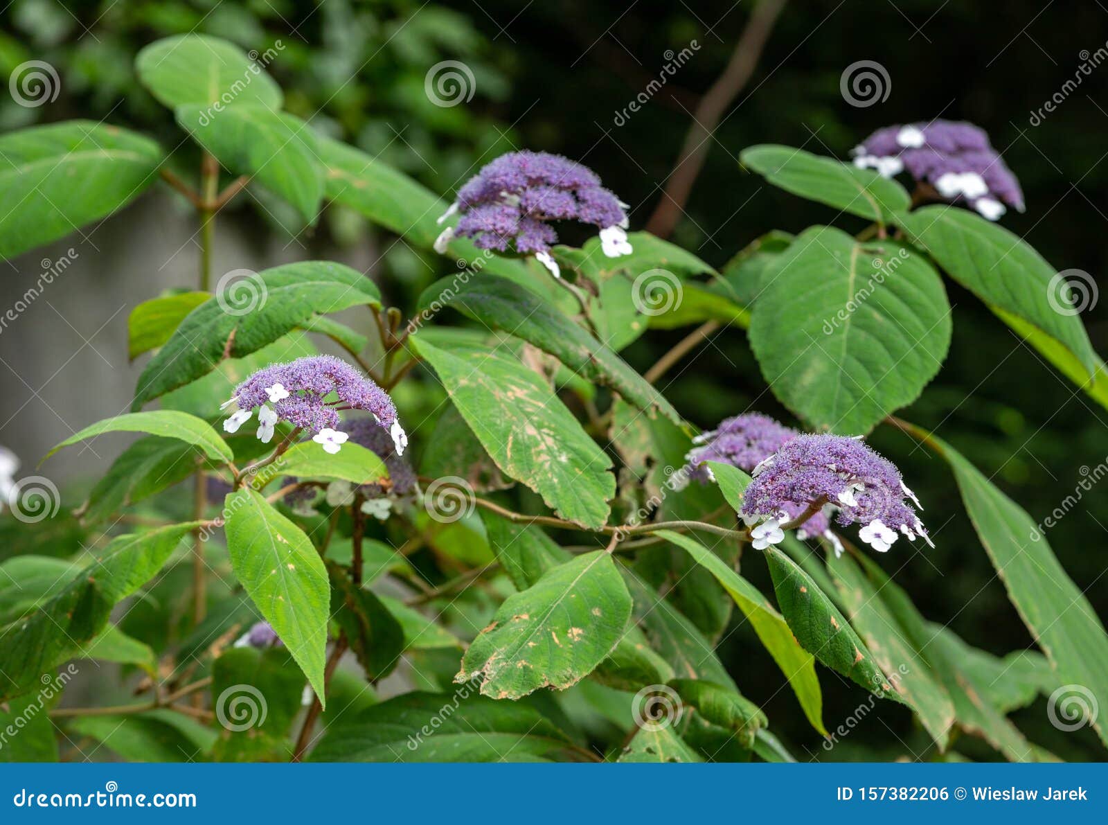 Hydrangea Aspera Flowers Growing in the Garden. Stock Photo - Image of ...