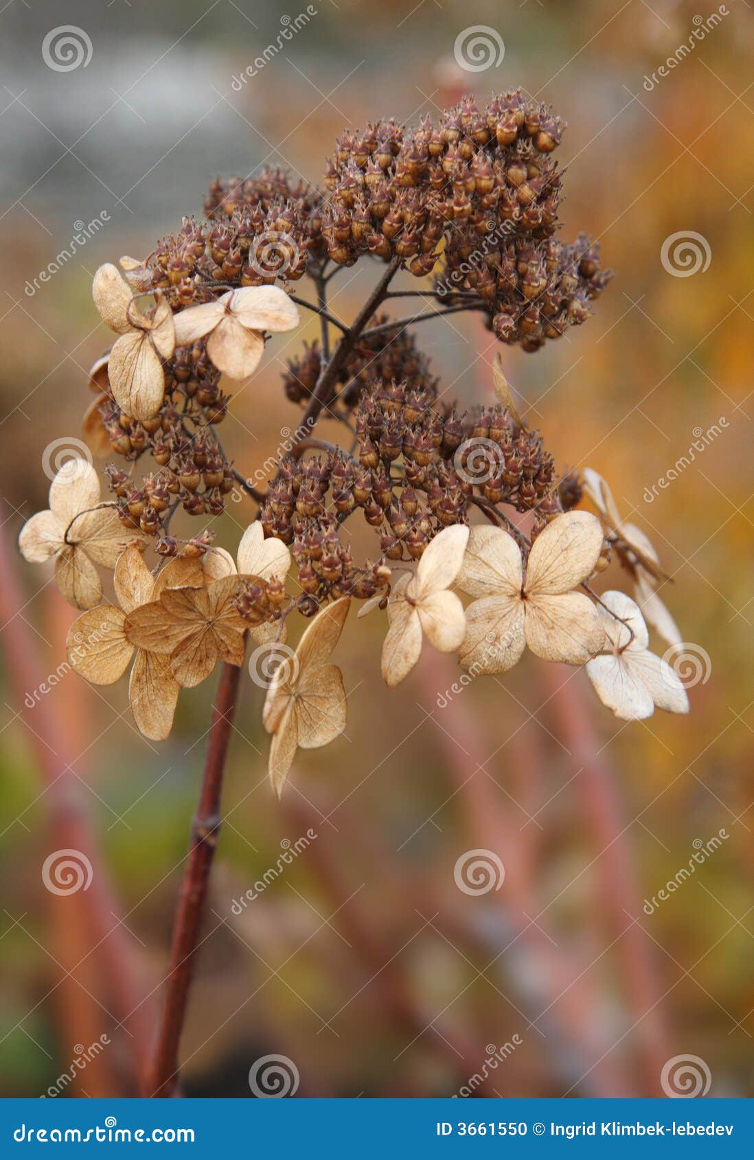 Hydrangea in autumn stock photo. Image of leaves, fade - 3661550