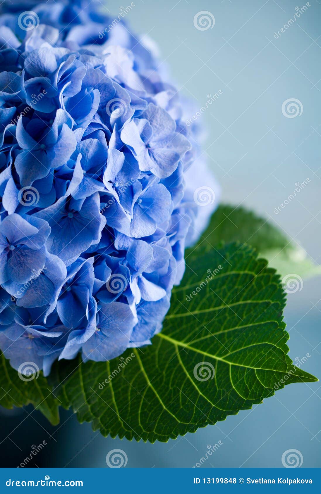 Hydrangea azul foto de archivo. Imagen de hoja, pétalo - 13199848