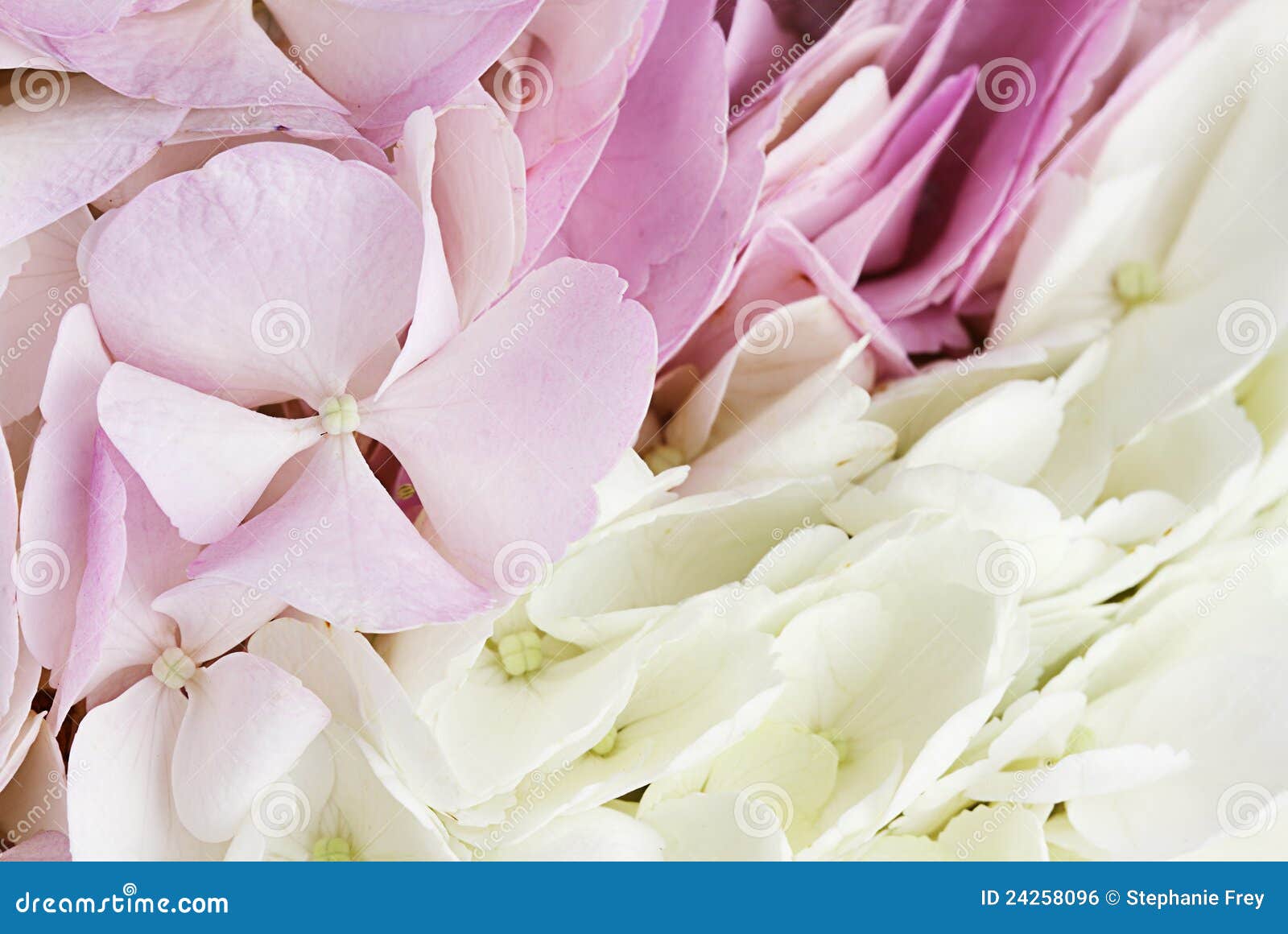 Hydrangea Background stock photo. Image of fresh, floral - 24258096
