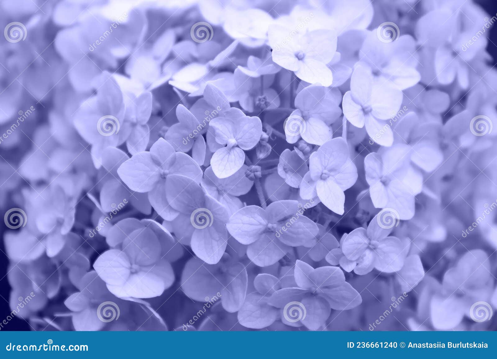 Hydrangea. Background and Cover for Text. Color of the Year 2022 from ...