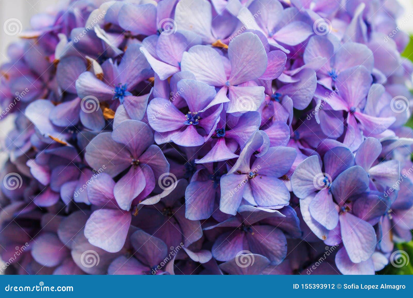 Hydrangea Background Flower Bloom Decoration Stock Photo - Image of ...
