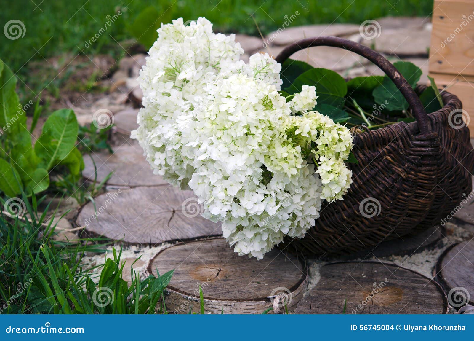 Hydrangea in basket stock photo. Image of closeup, background - 56745004