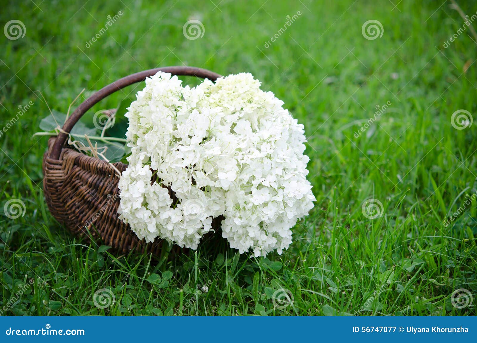 Hydrangea in basket stock image. Image of green, detail - 56747077