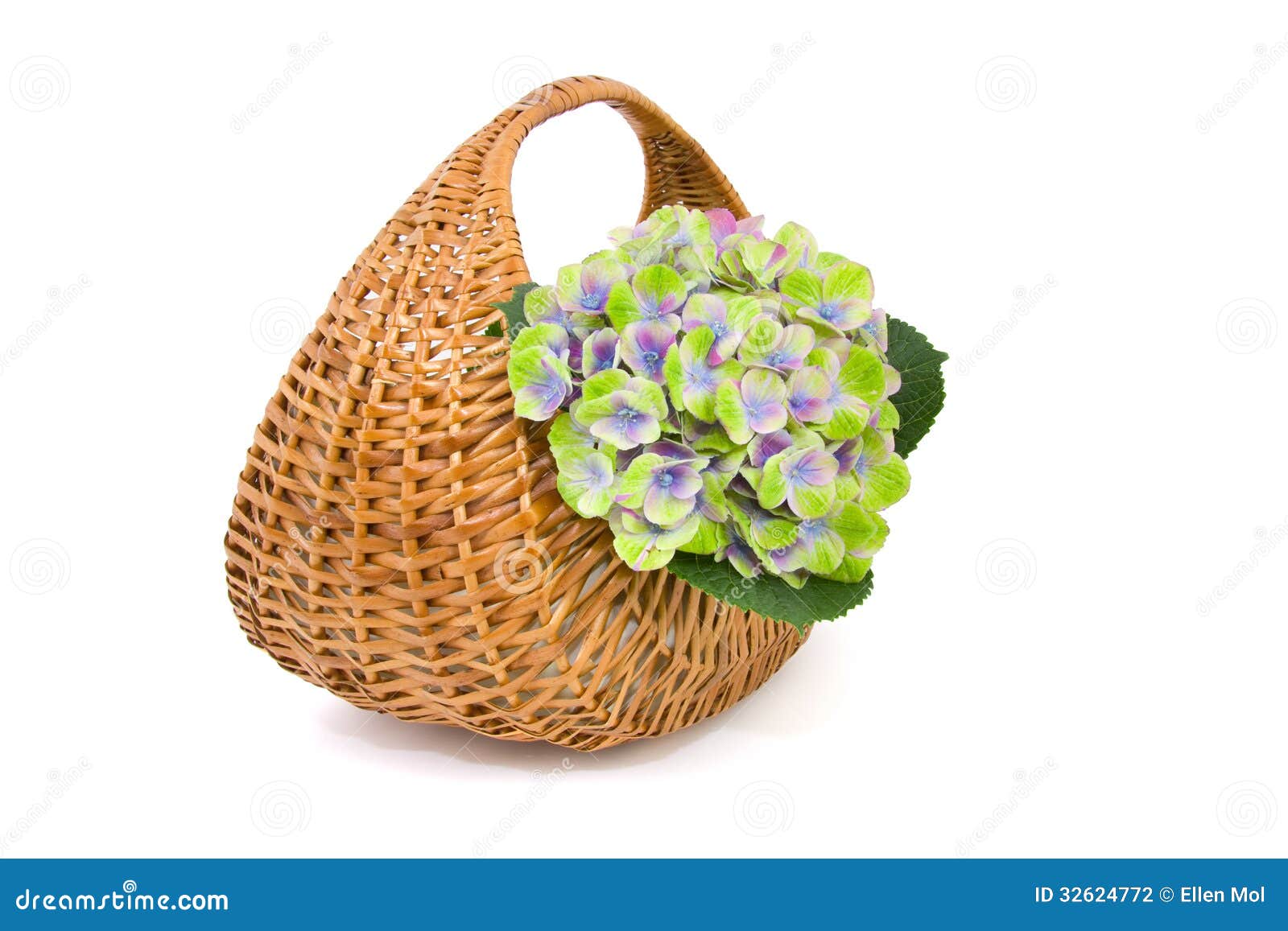 Hydrangea in a basket stock photo. Image of garden, mothers - 32624772