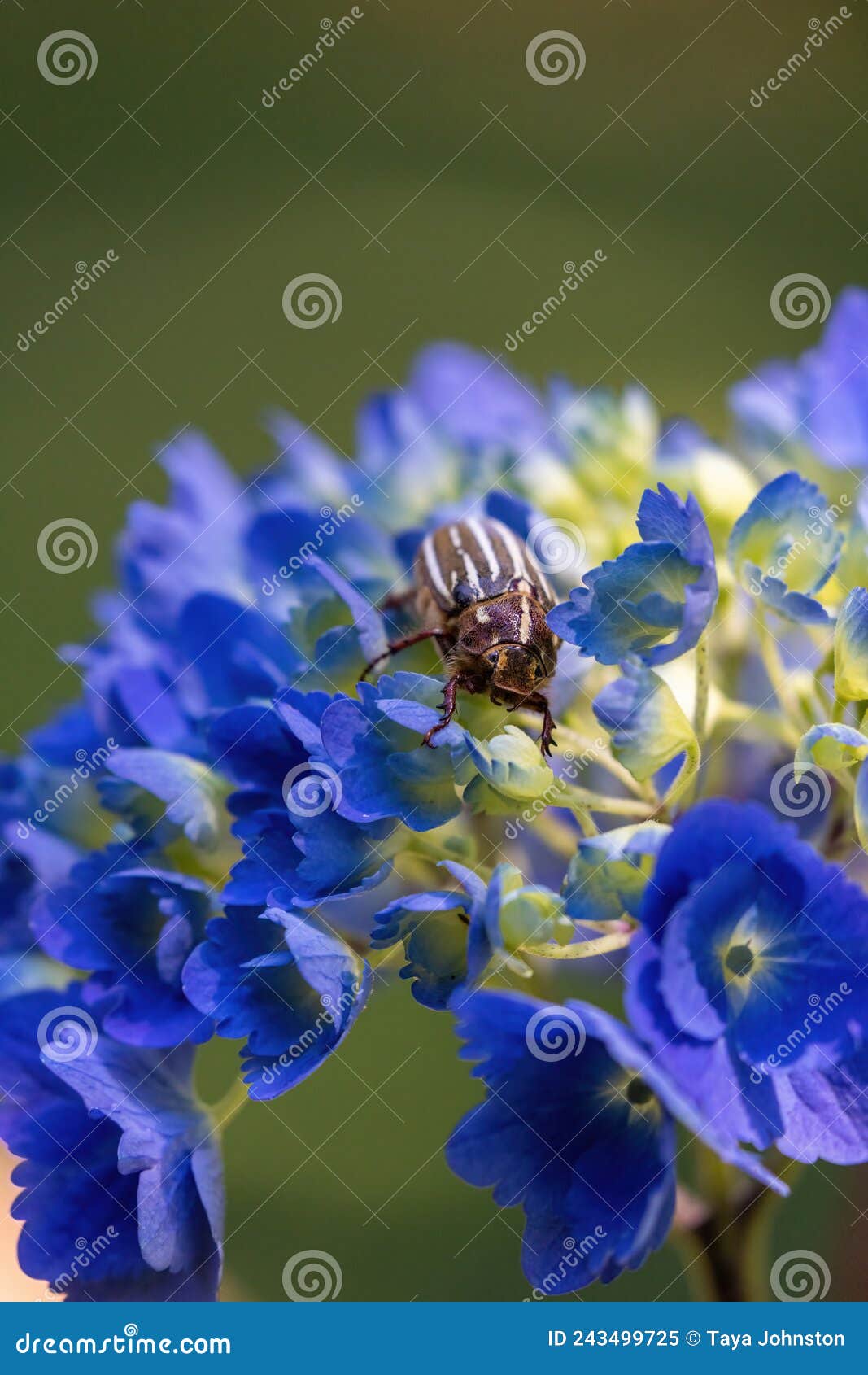 Big 10 Striped June Beetle Crawling on Blue Hydrangea Stock Image ...