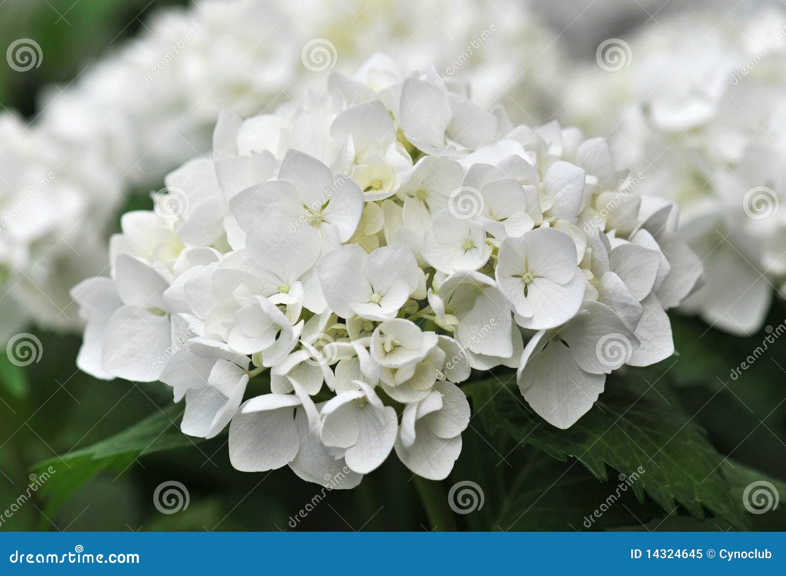 Hydrangea Blanc (Hortensia) Image stock - Image du lame, blanc: 14324645
