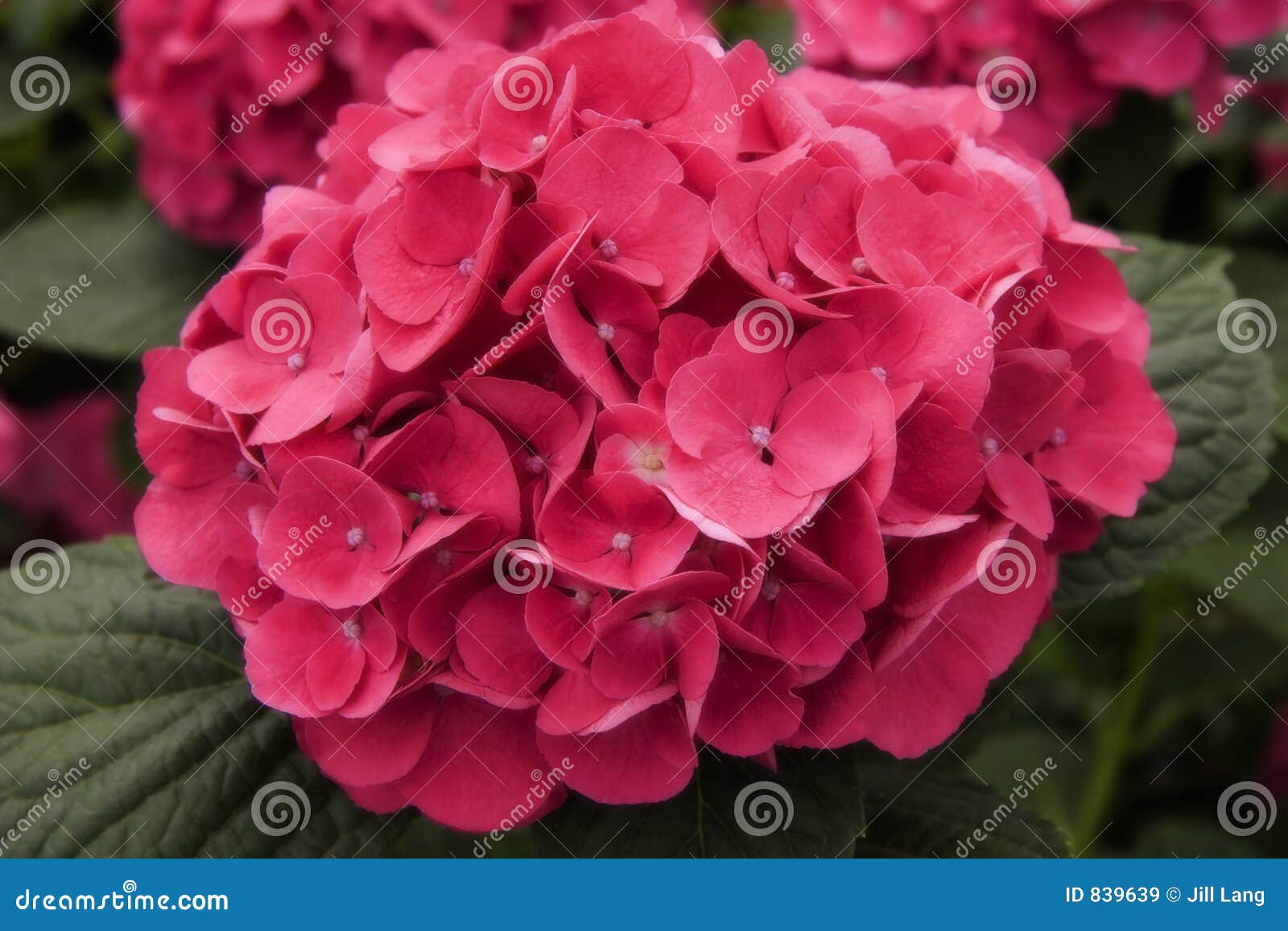 Hydrangea Bloom stock image. Image of beauty, shrub, huge - 839639