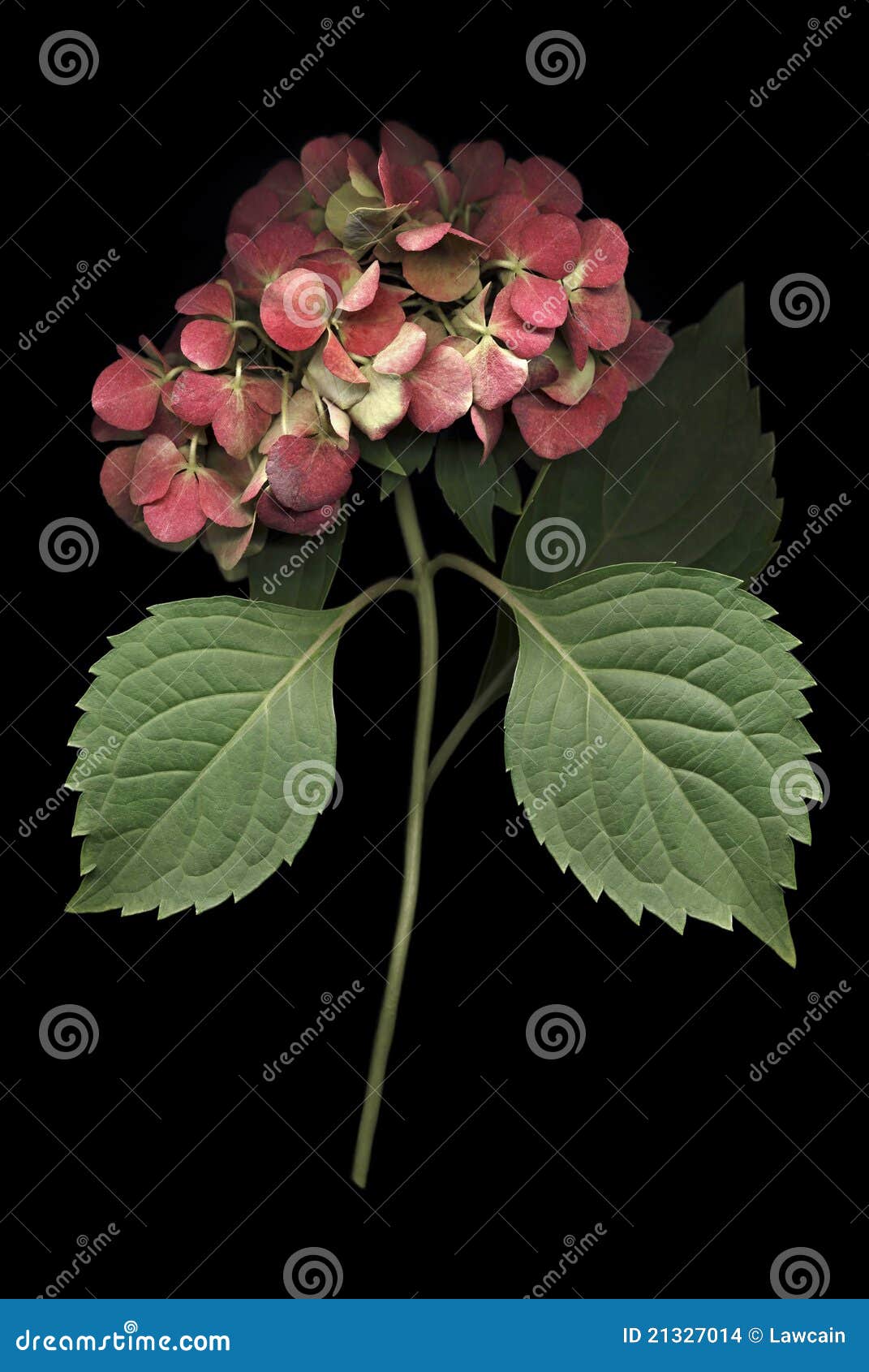 3,468 Black Hydrangea Stock Photos - Free & Royalty-Free Stock Photos ...