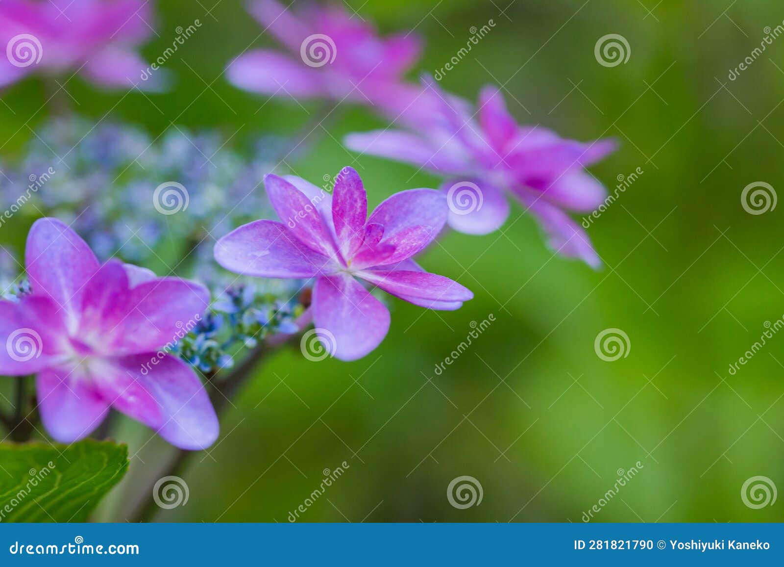 Beautiful Hydrangea in Japan Stock Photo - Image of herb, green: 281821790