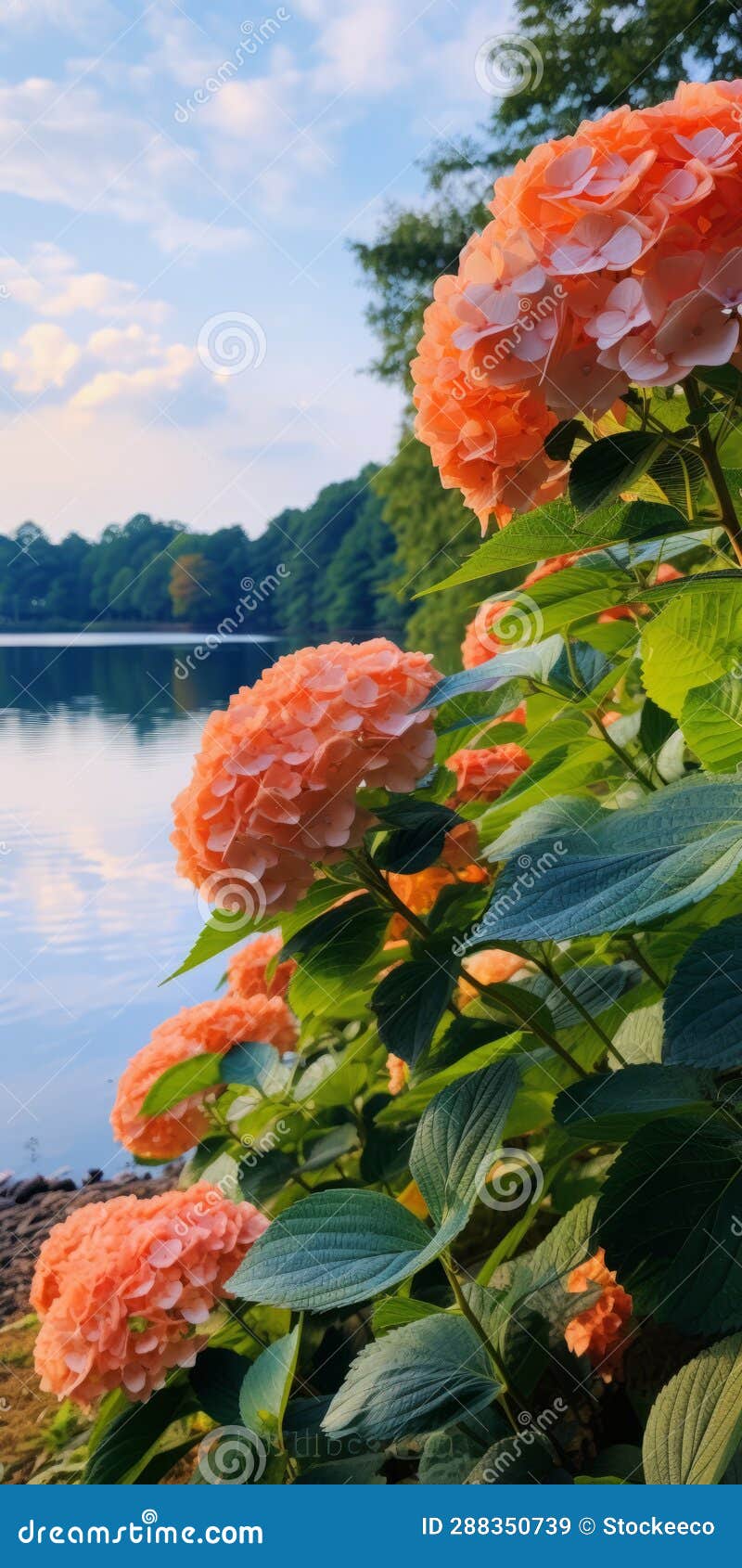 Hydrangea Blooming: a Romanticized Landscape by the Lake Stock ...