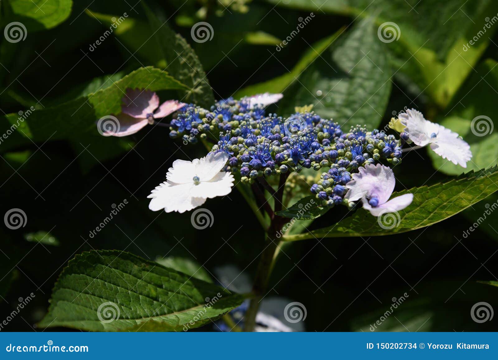 Hydrangea blooming stock photo. Image of blooms, garden - 150202734