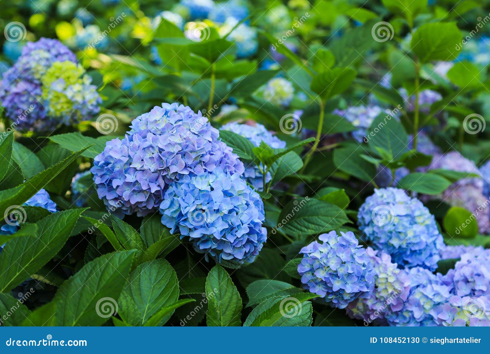 Hydrangea blu fotografia stock. Immagine di molla, pianta - 108452130