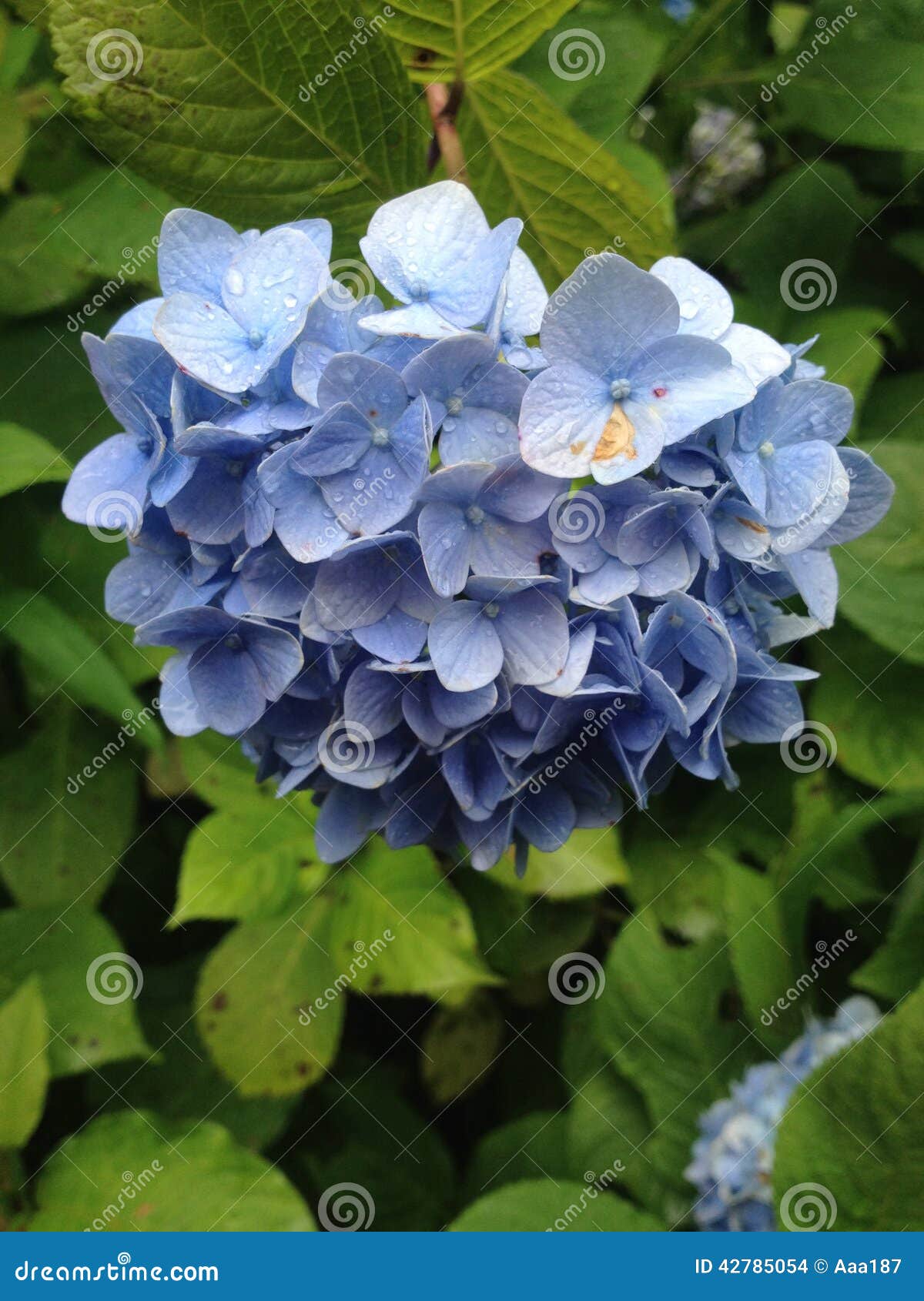 Hydrangea stock photo. Image of japan, hydrangea, flower - 42785054