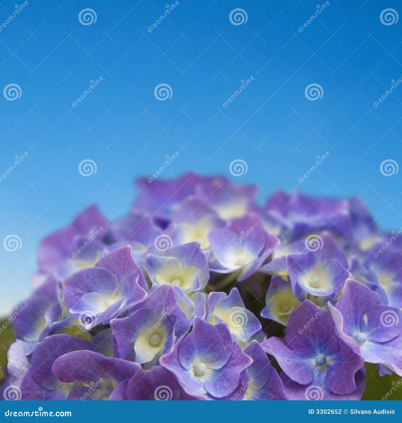 Hydrangea on blue sky stock photo. Image of diffuse, outdoor - 3302652
