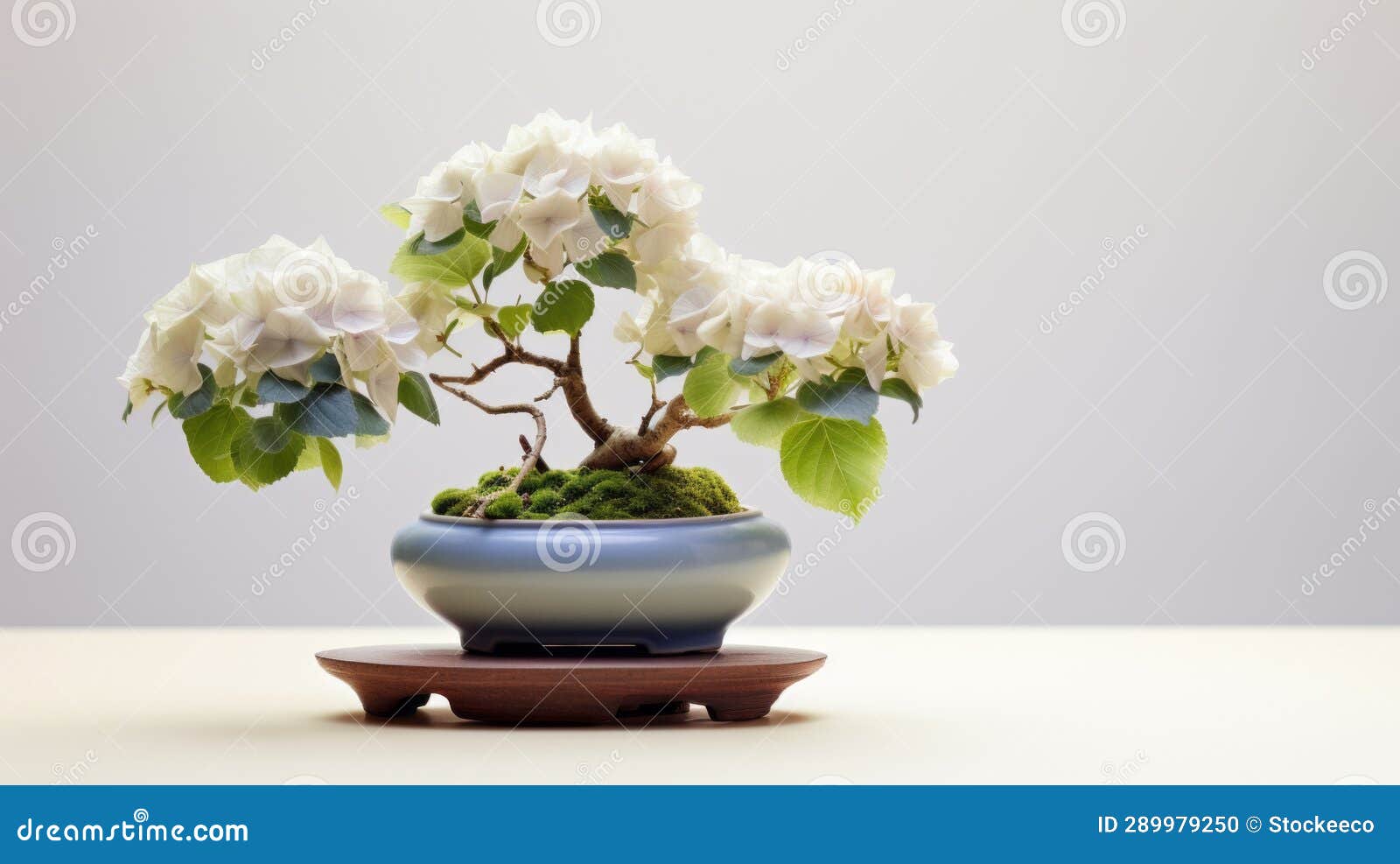 Hydrangea Bonsai Tree - Minimalist Desktop Wallpaper in Terrific Hd ...
