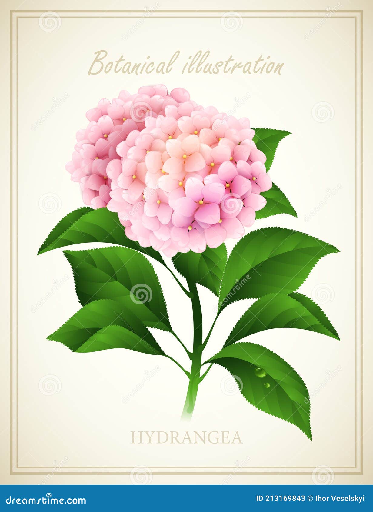 Hydrangea. Botanical Vector Illustration Stock Illustration ...