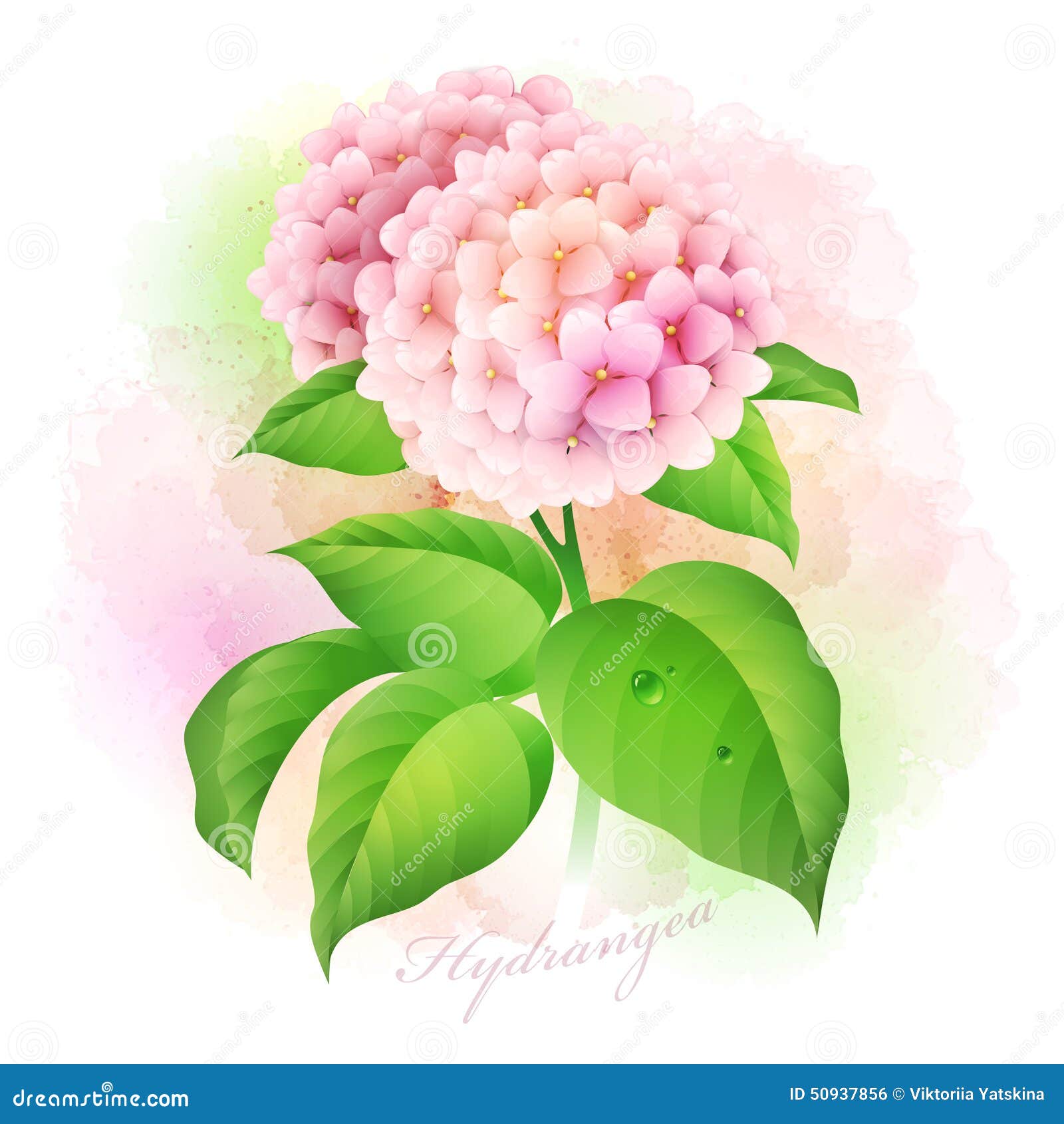Hydrangea. Vector Illustration. Cartoon Vector | CartoonDealer.com ...