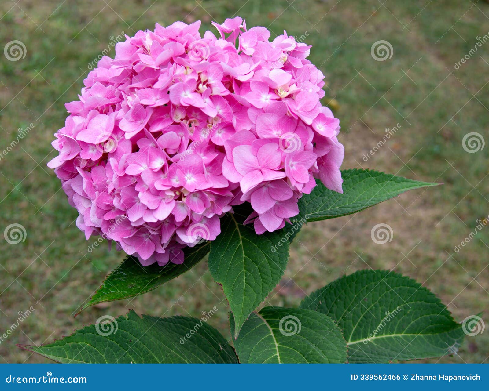 Hydrangea Branch with a Large Inflorescence Close-up. Red Hydrangea ...