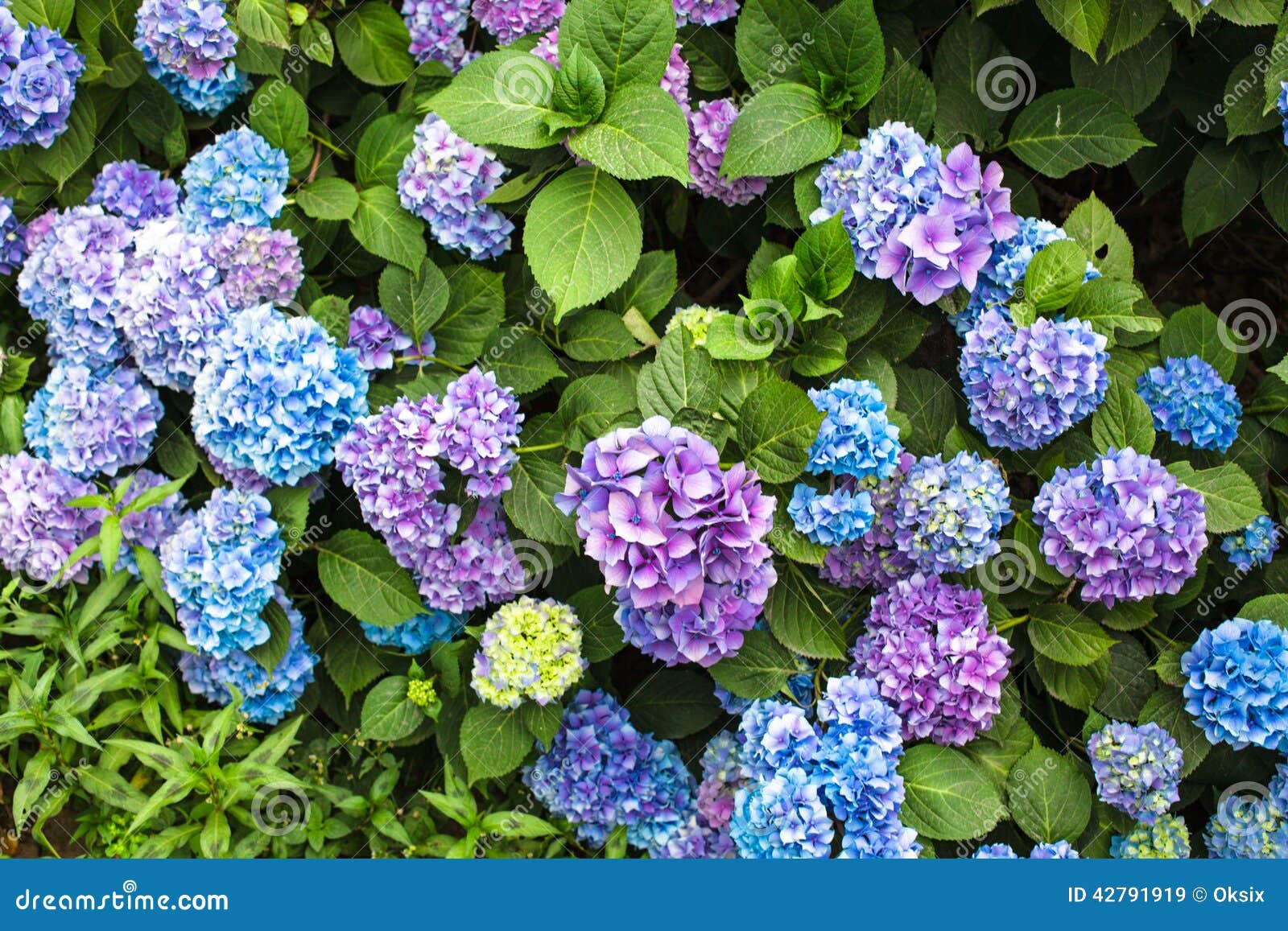 Hydrangea bush stock image. Image of flower, green, closeup - 42791919