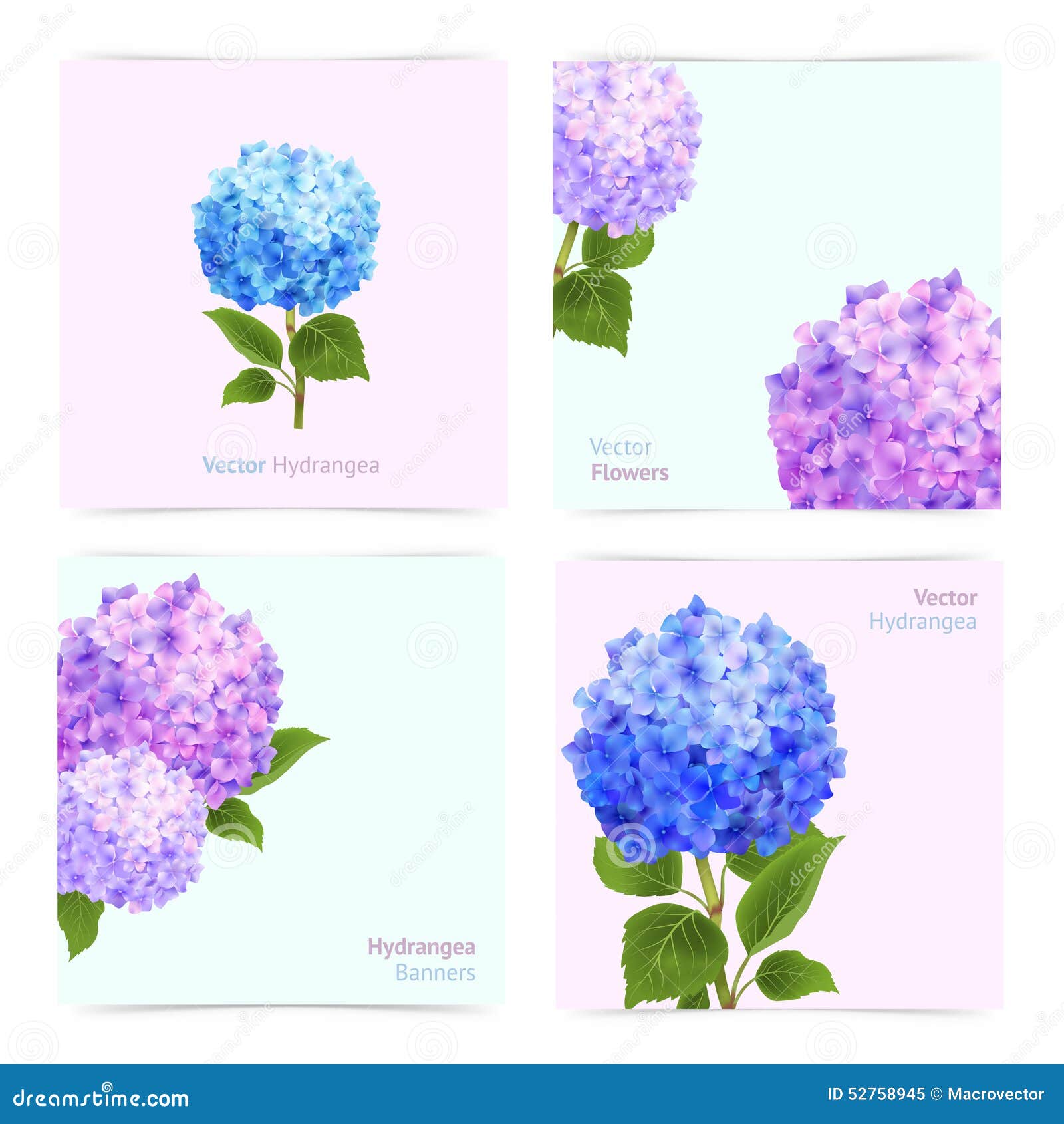 Hydrangea Cards Set stock vector. Illustration of isolated - 52758945