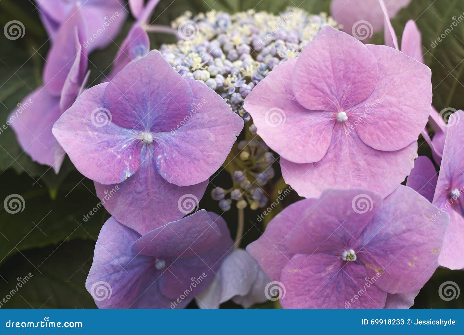 Hydrangea Chinensis Flowers Stock Image - Image of green, center: 69918233