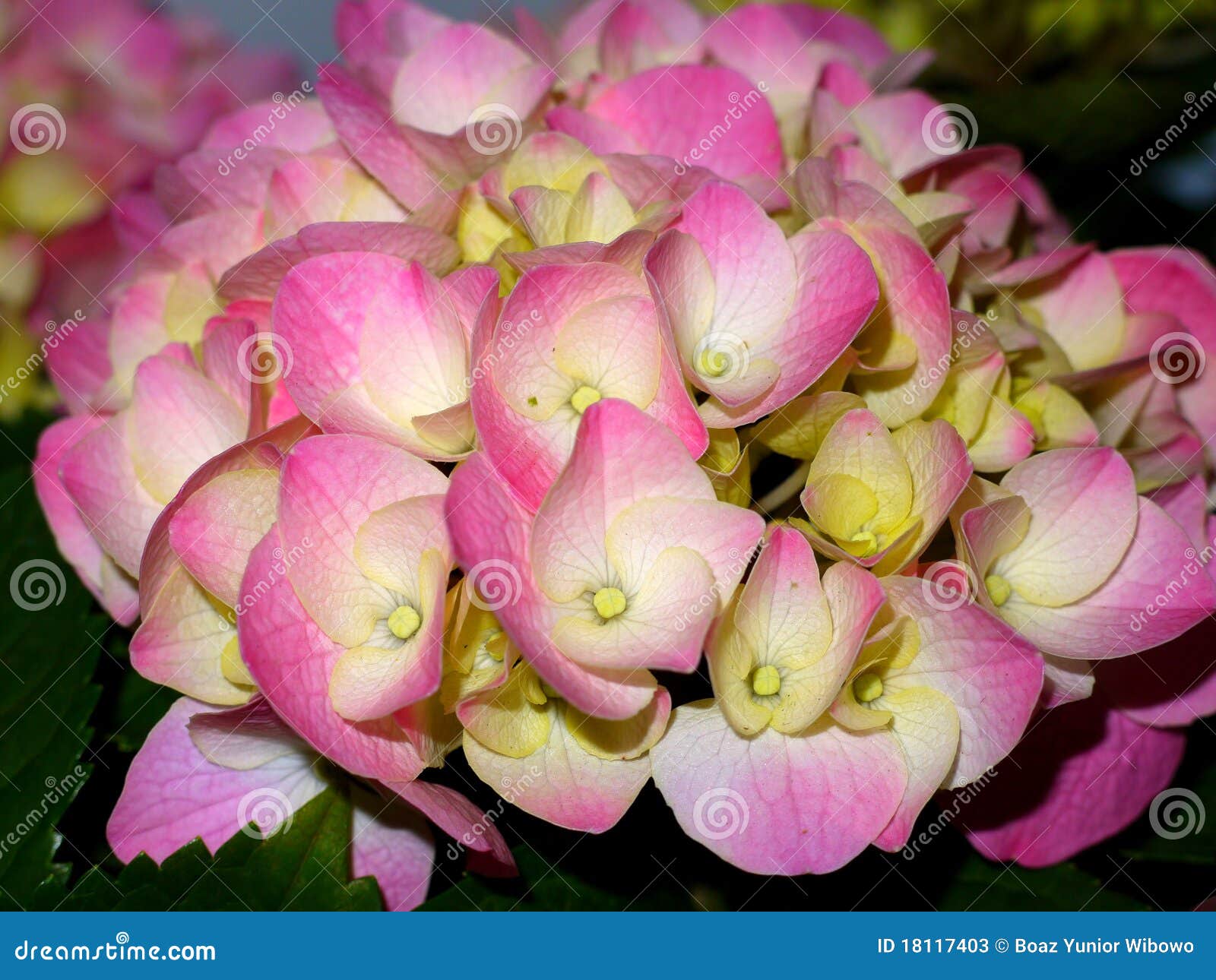 Hydrangea close up stock image. Image of flower, summer - 18117403