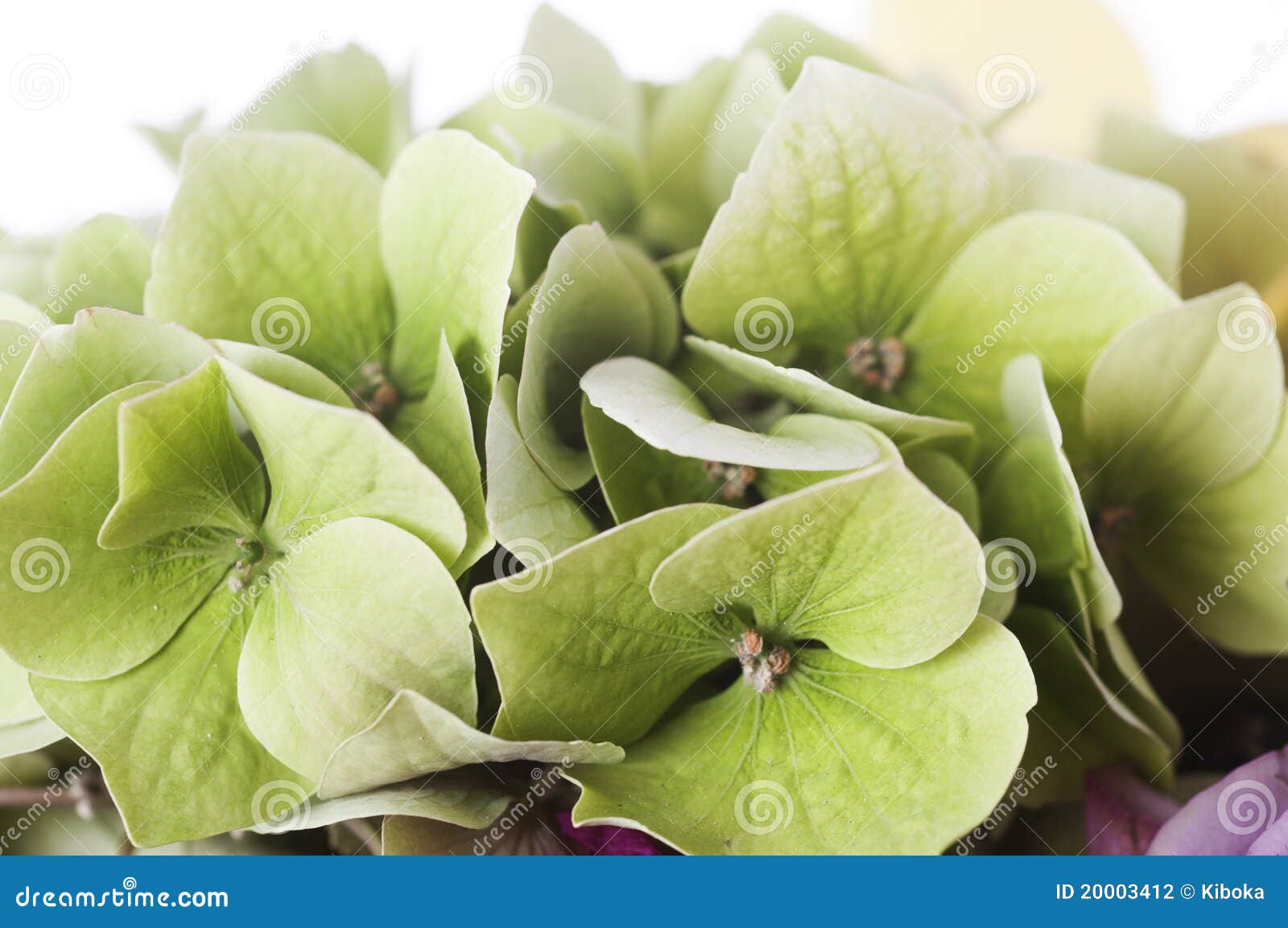 Hydrangea close up stock photo. Image of green, garden - 20003412