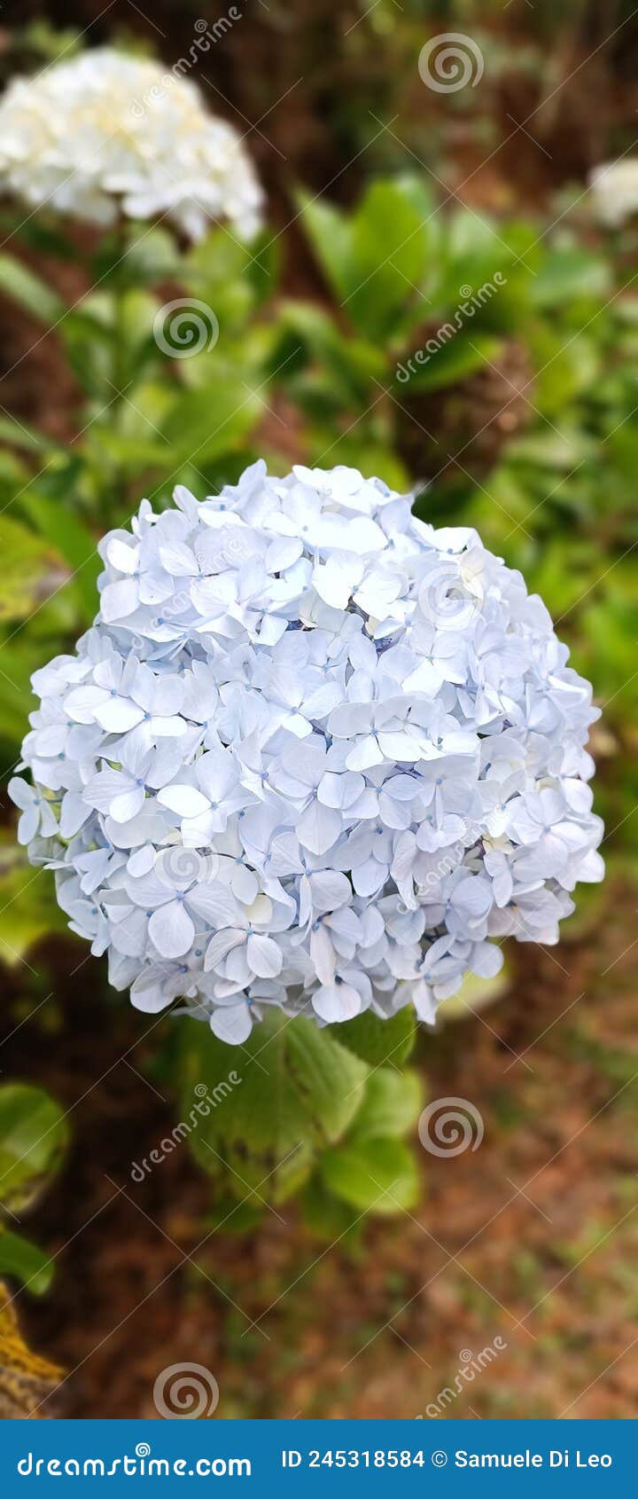 Hydrangea close up editorial stock image. Image of blooming - 245318584