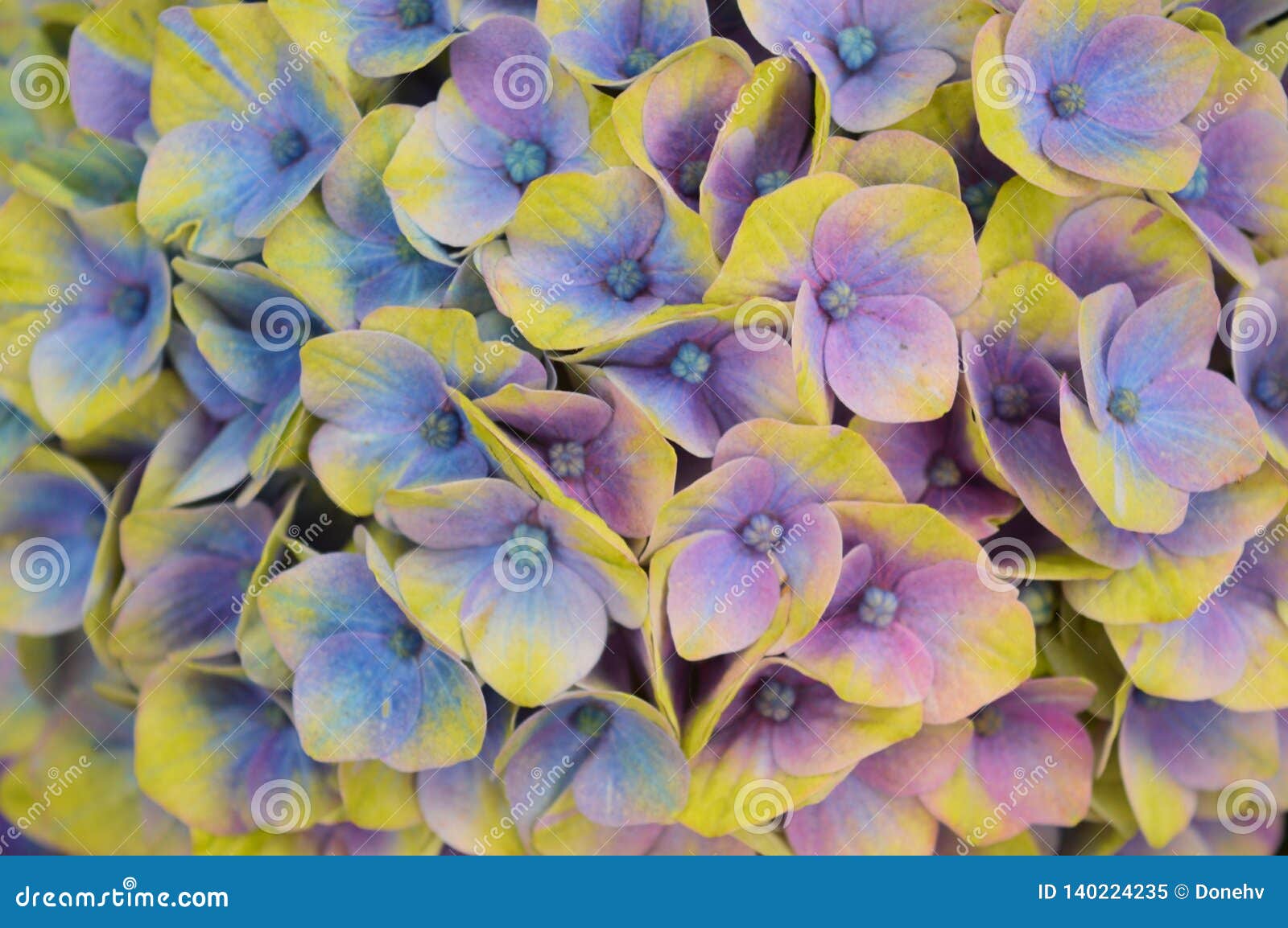 Hydrangea Close Up from Above Stock Image - Image of garden, seasonal ...