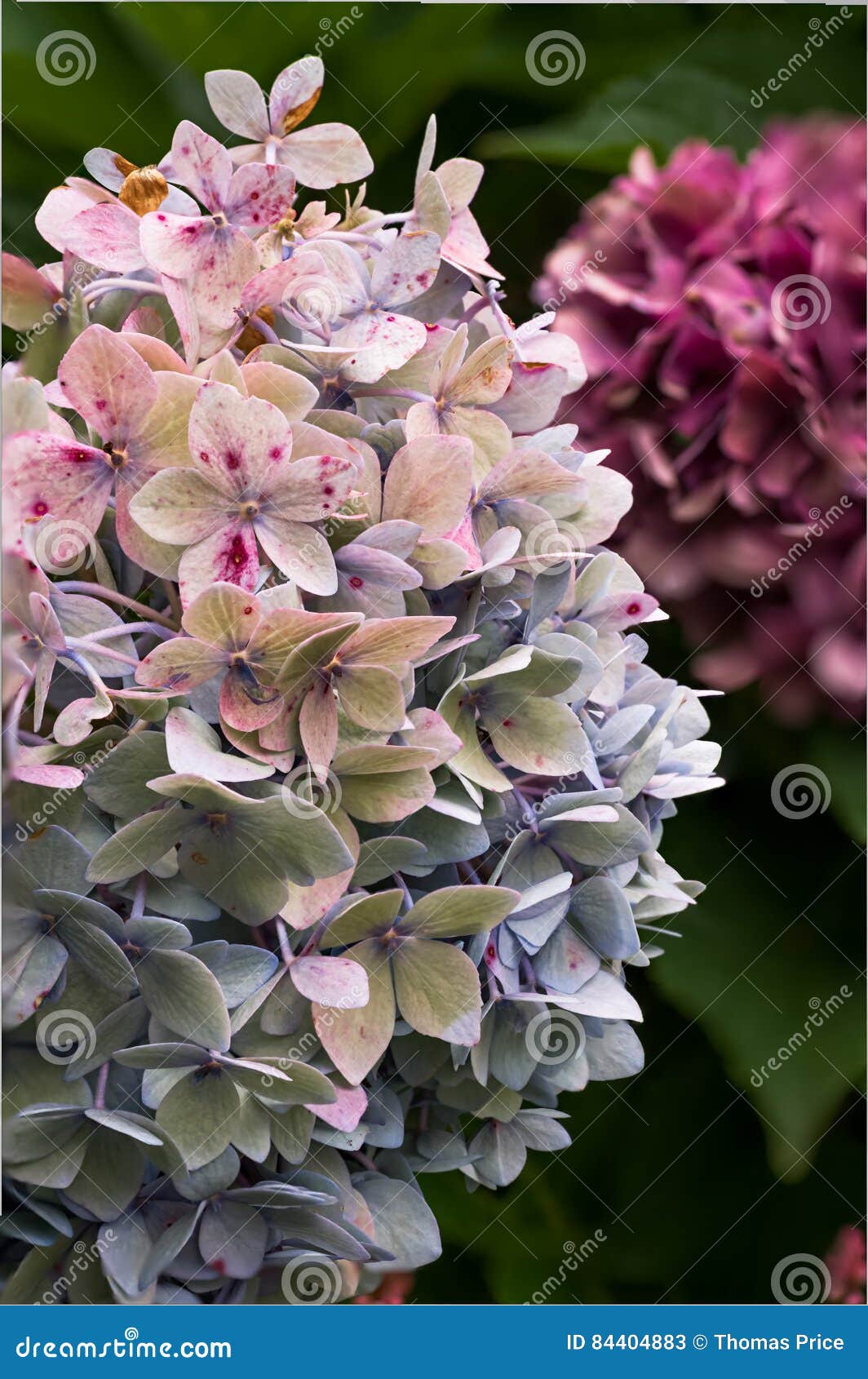 Hydrangea closeup stock image. Image of petals, green - 84404883