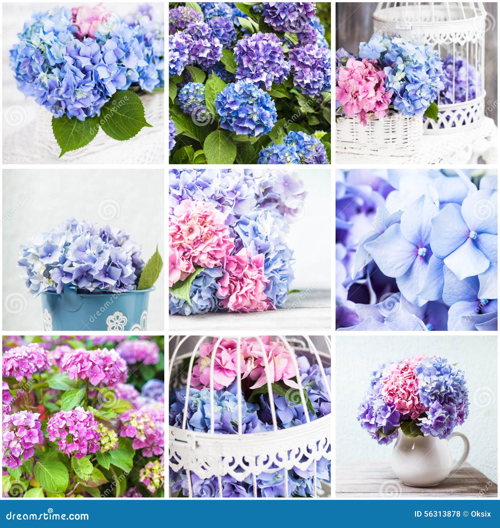 Hydrangea collage stock photo. Image of hydrangea, flower - 56313878