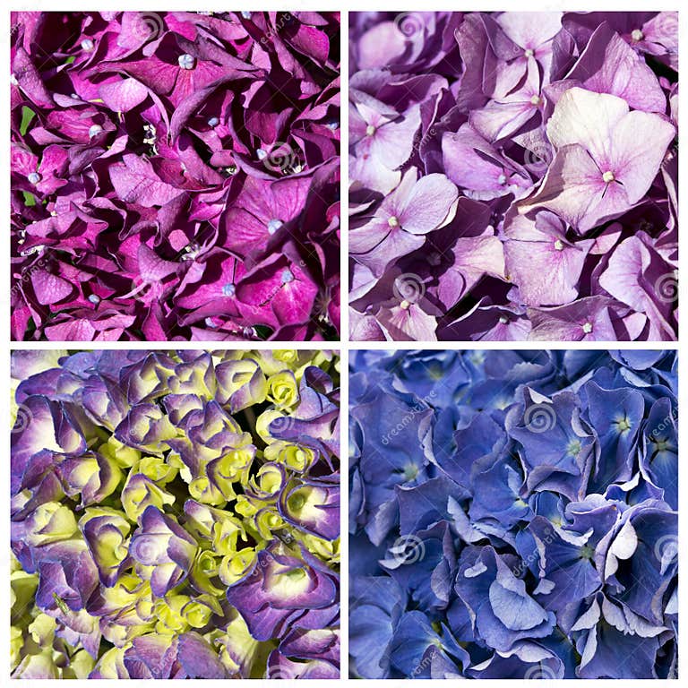 Hydrangea collage texture stock photo. Image of nature - 27610892