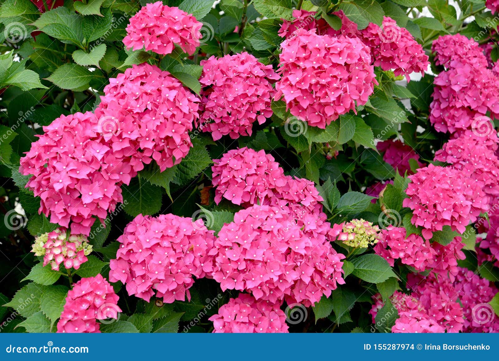Hydrangea of Color Fuchsia Hydrangea L Stock Photo - Image of plant ...