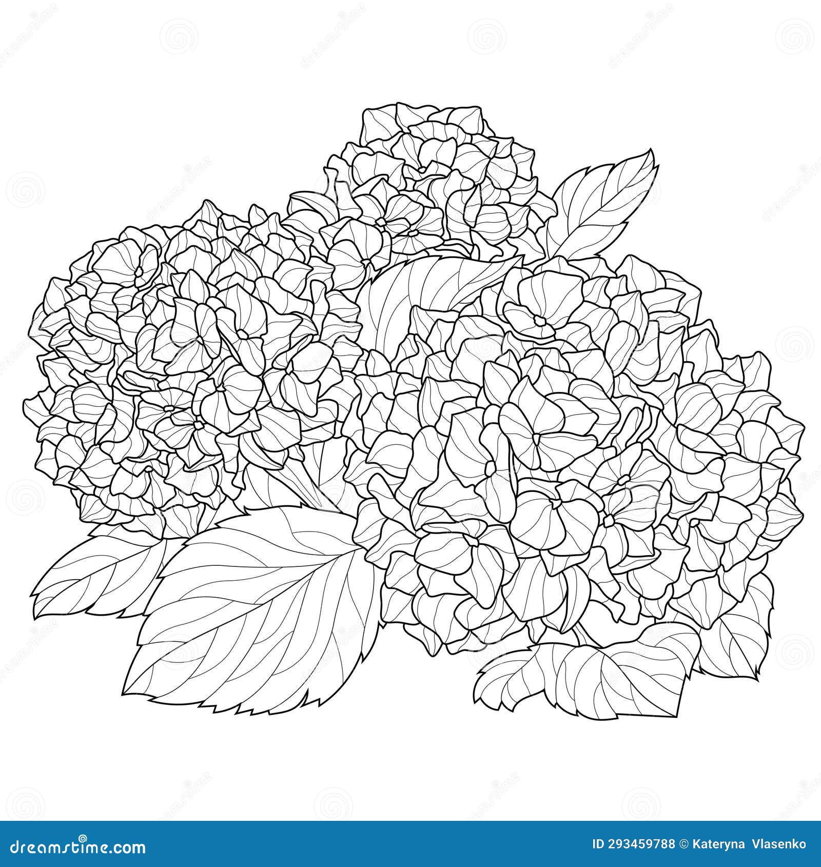 Hydrangea Coloring Page Antistress For Adults Illustration Isolated On