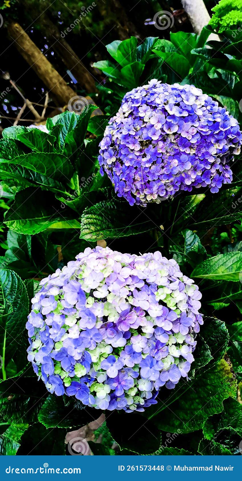 Hydrangea Common Name Hydrangea or Hortensia, a Very Beautiful Blooming ...