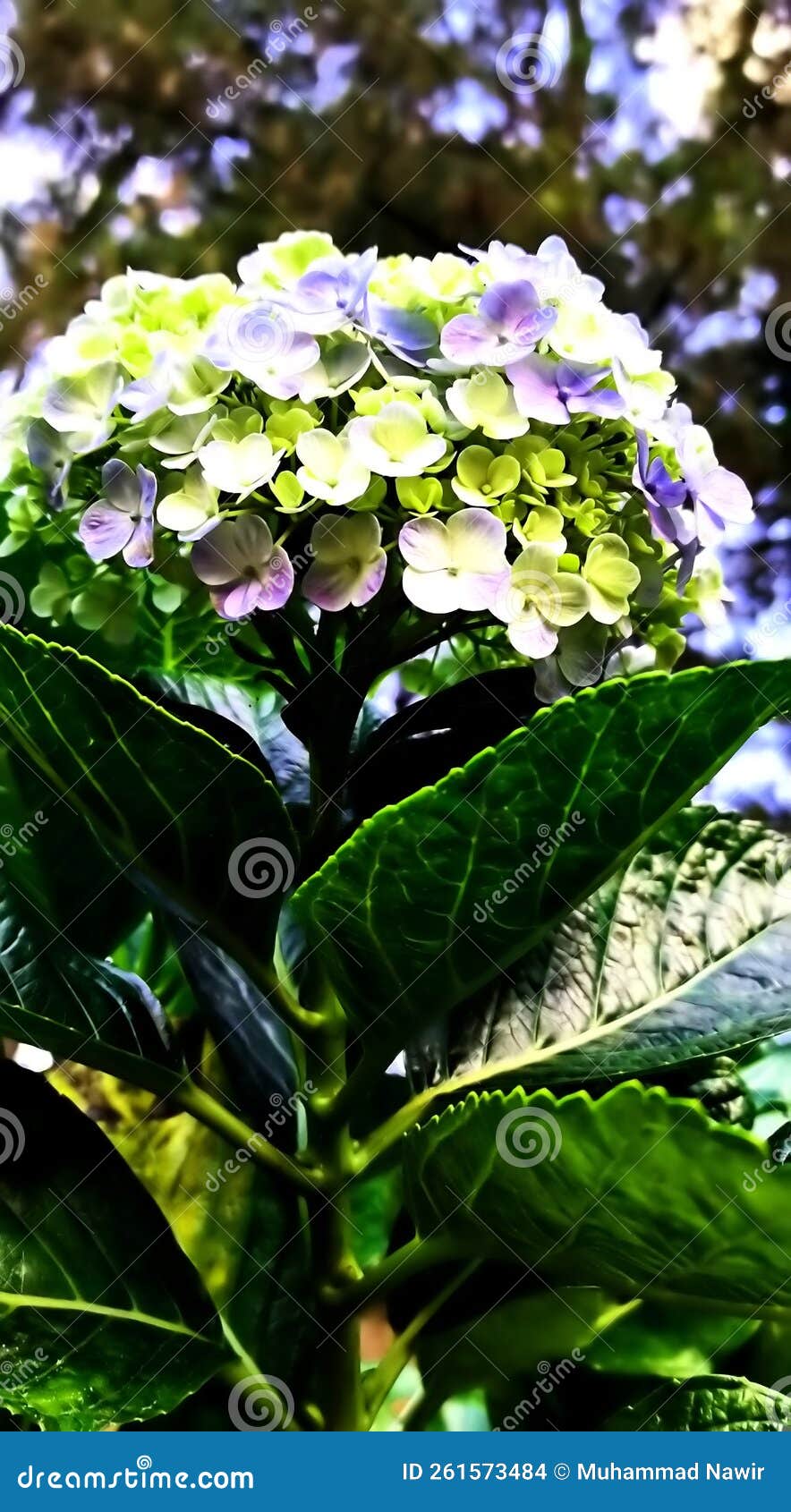 Hydrangea Common Name Hydrangea or Hortensia, a Very Beautiful Blooming ...