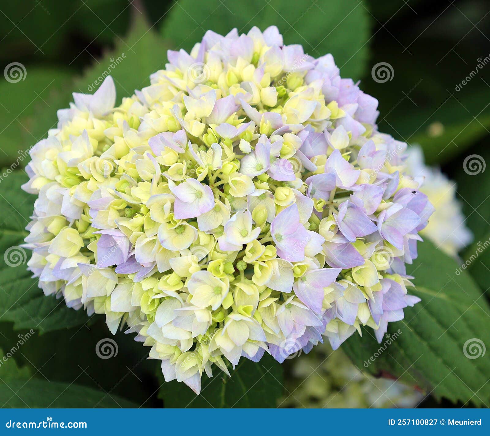 Hydrangea Common Names Hydrangea or Hortensia is a Genus of 70–75 ...