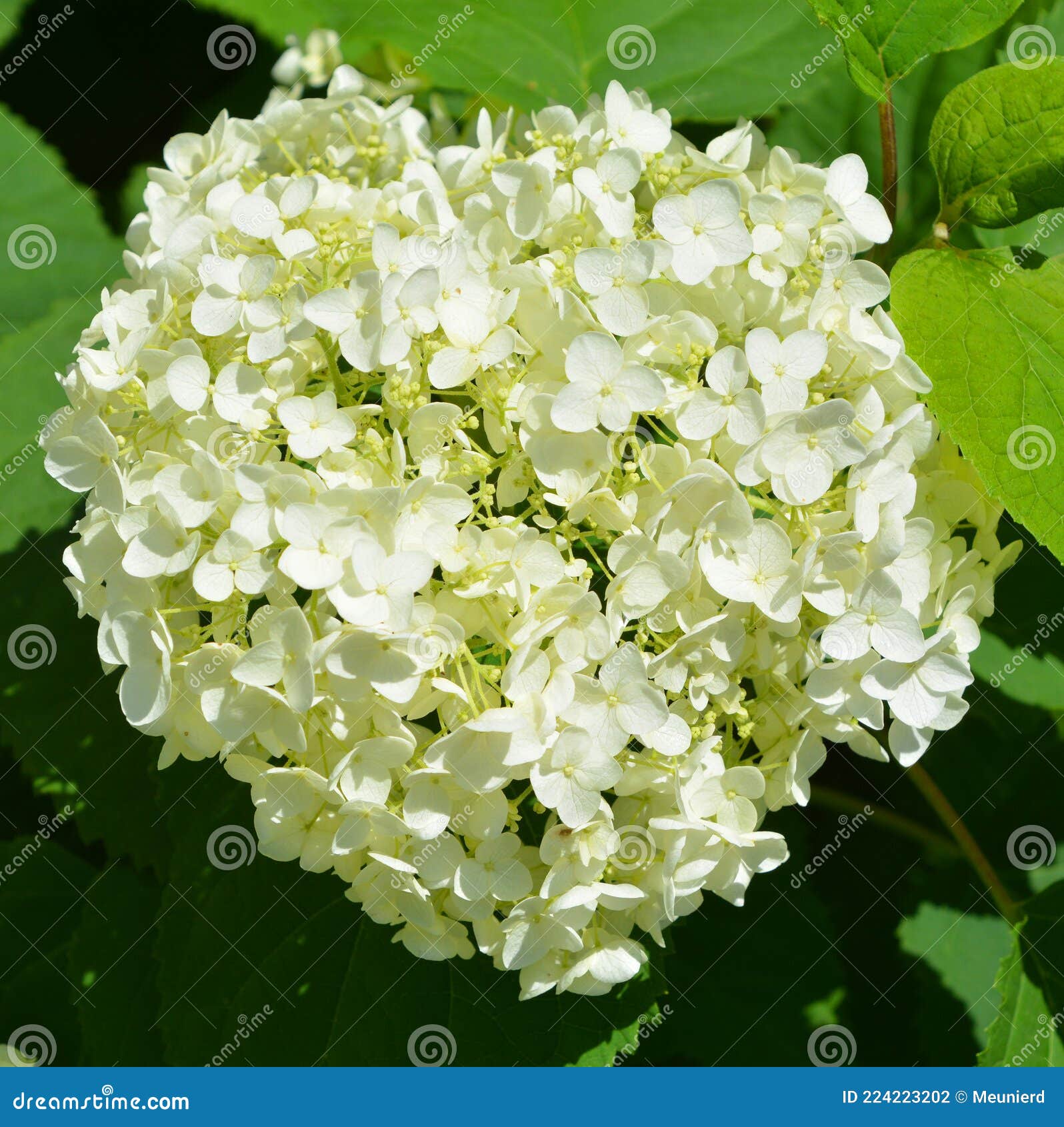 Hydrangea Common Names Hydrangea or Hortensia, Stock Photo - Image of ...