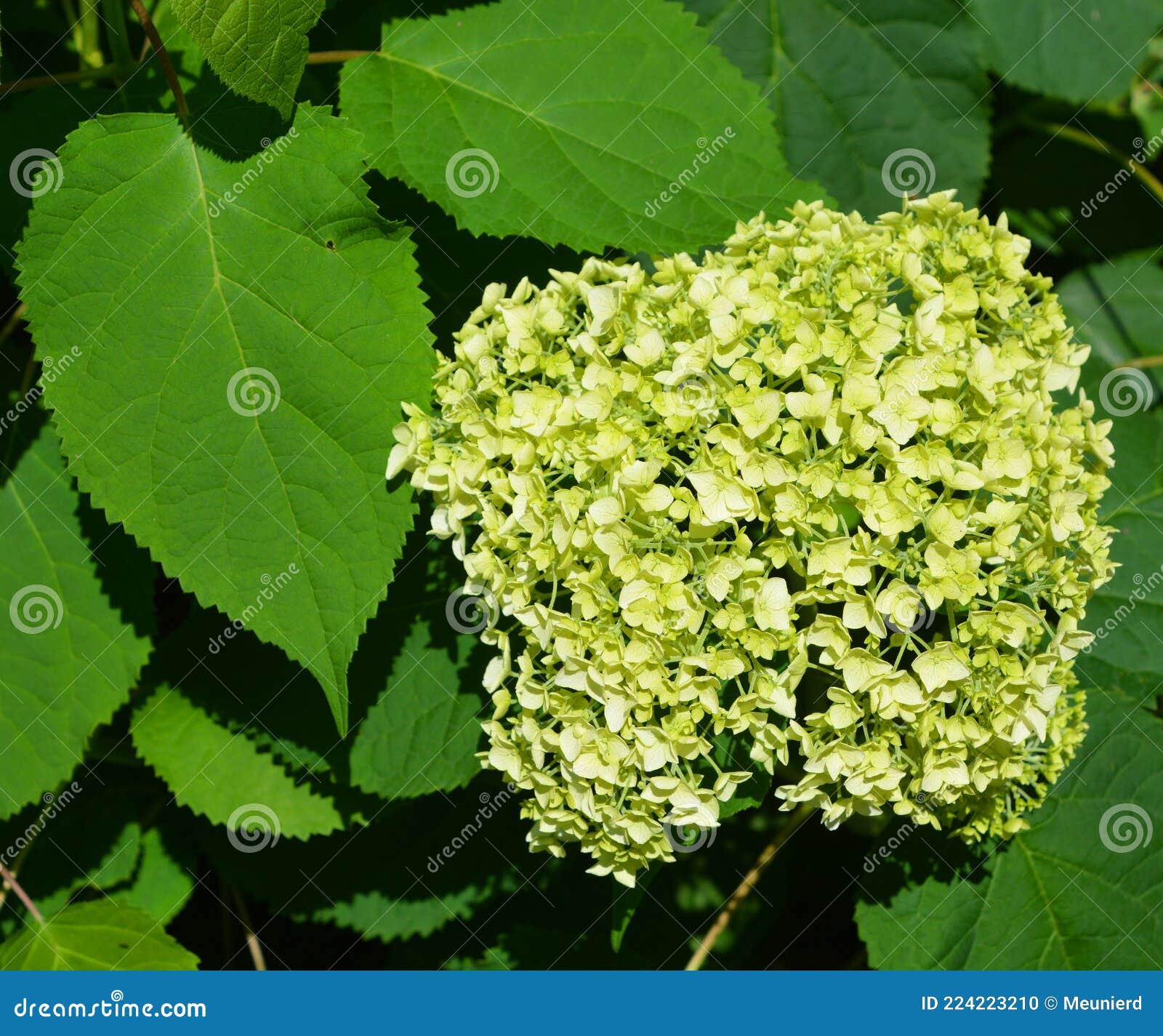 Hydrangea Common Names Hydrangea or Hortensia, Stock Photo - Image of ...