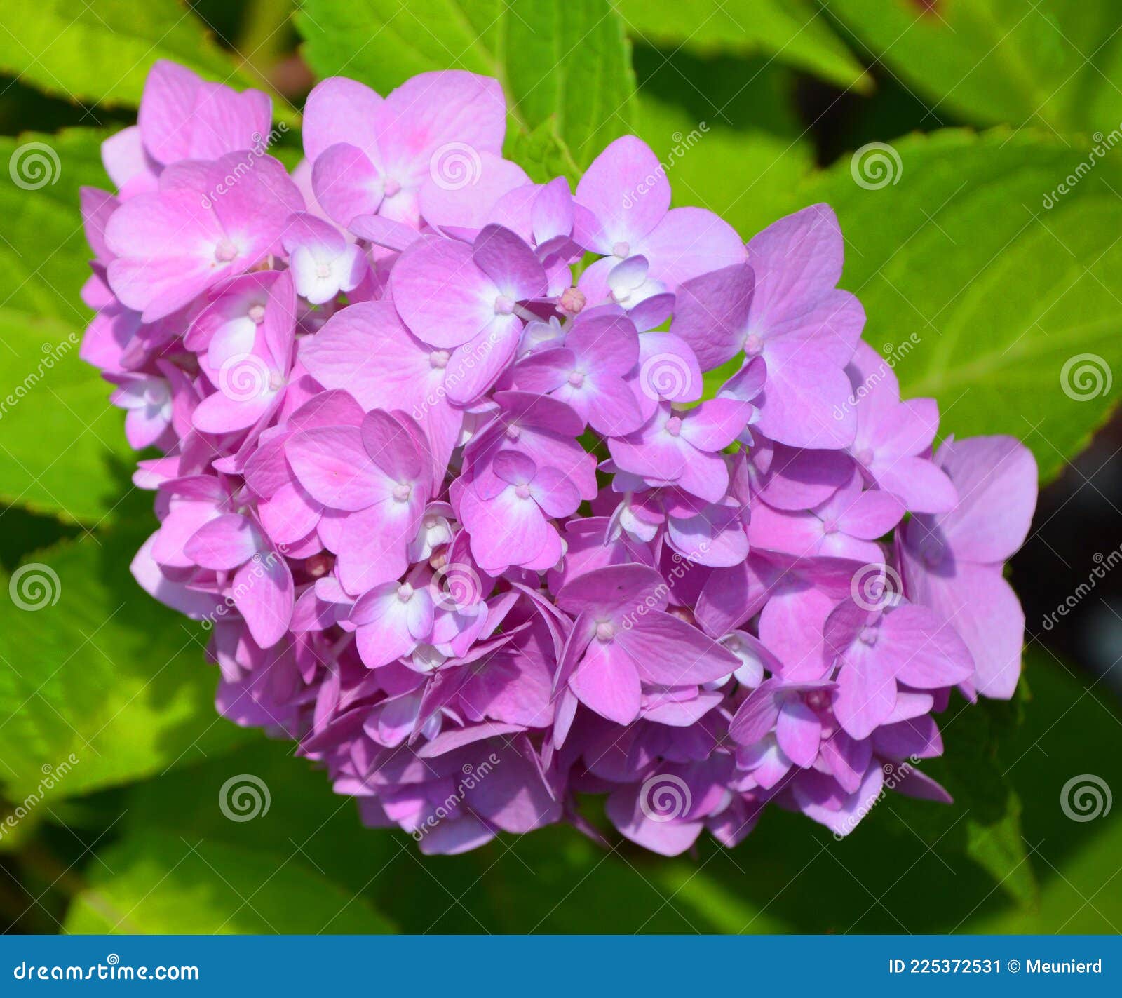 Hydrangea Common Names Hydrangea or Hortensia Stock Image - Image of ...