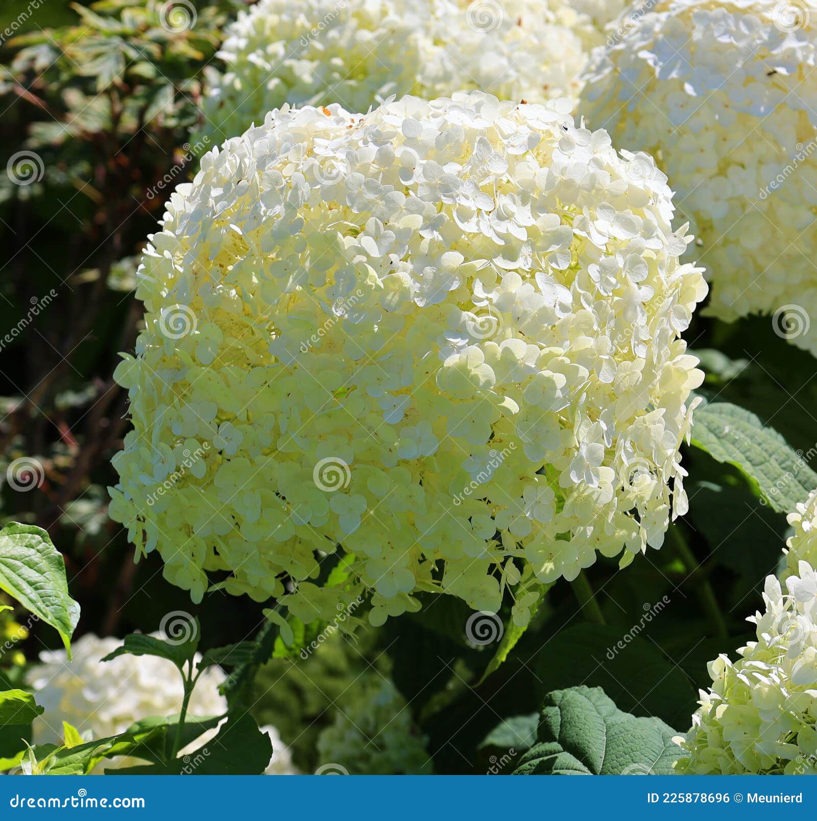 Hydrangea Common Names Hydrangea or Hortensia Stock Photo - Image of ...