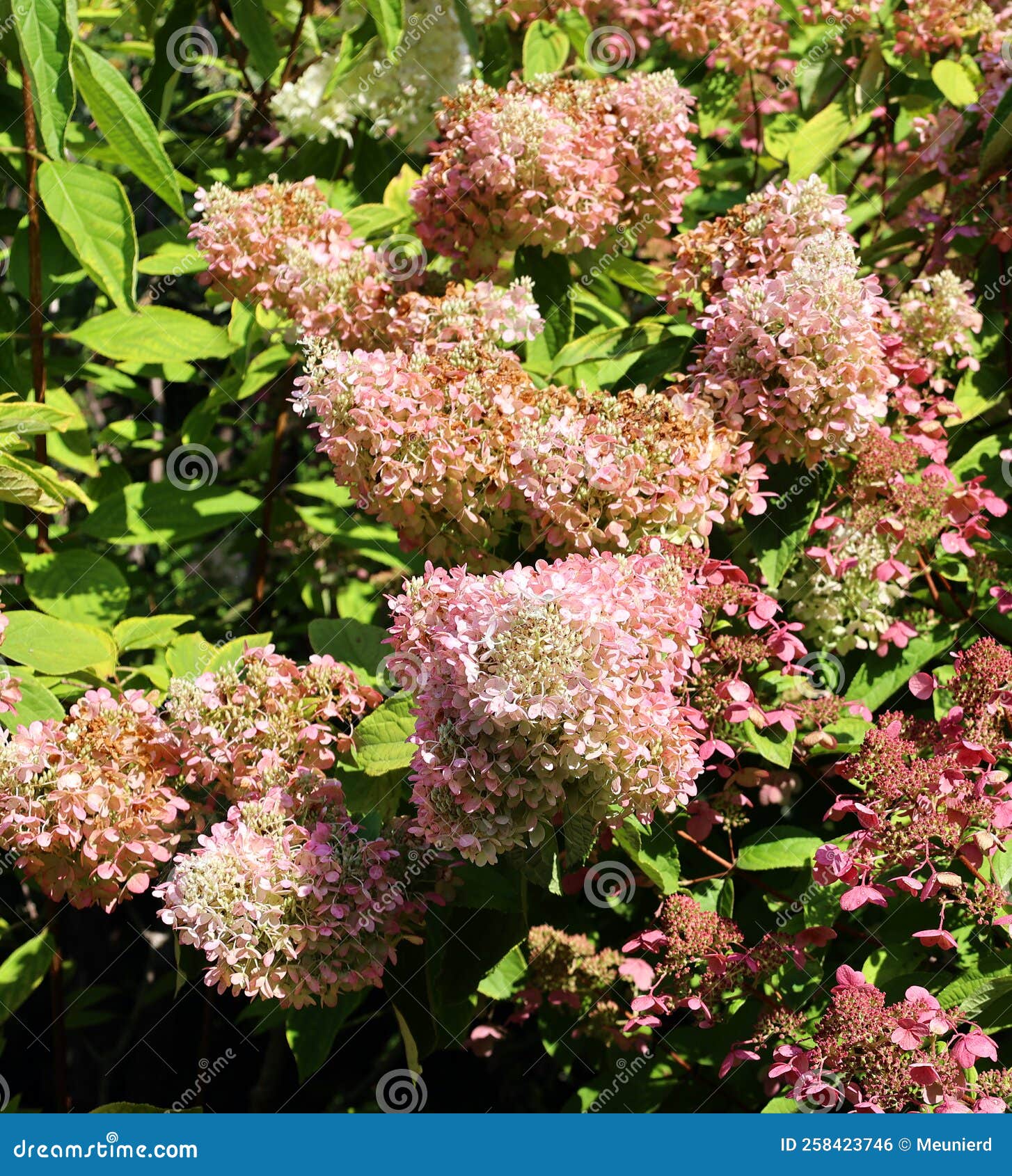 Hydrangea Common Names Hydrangea or Hortensia Stock Photo - Image of ...