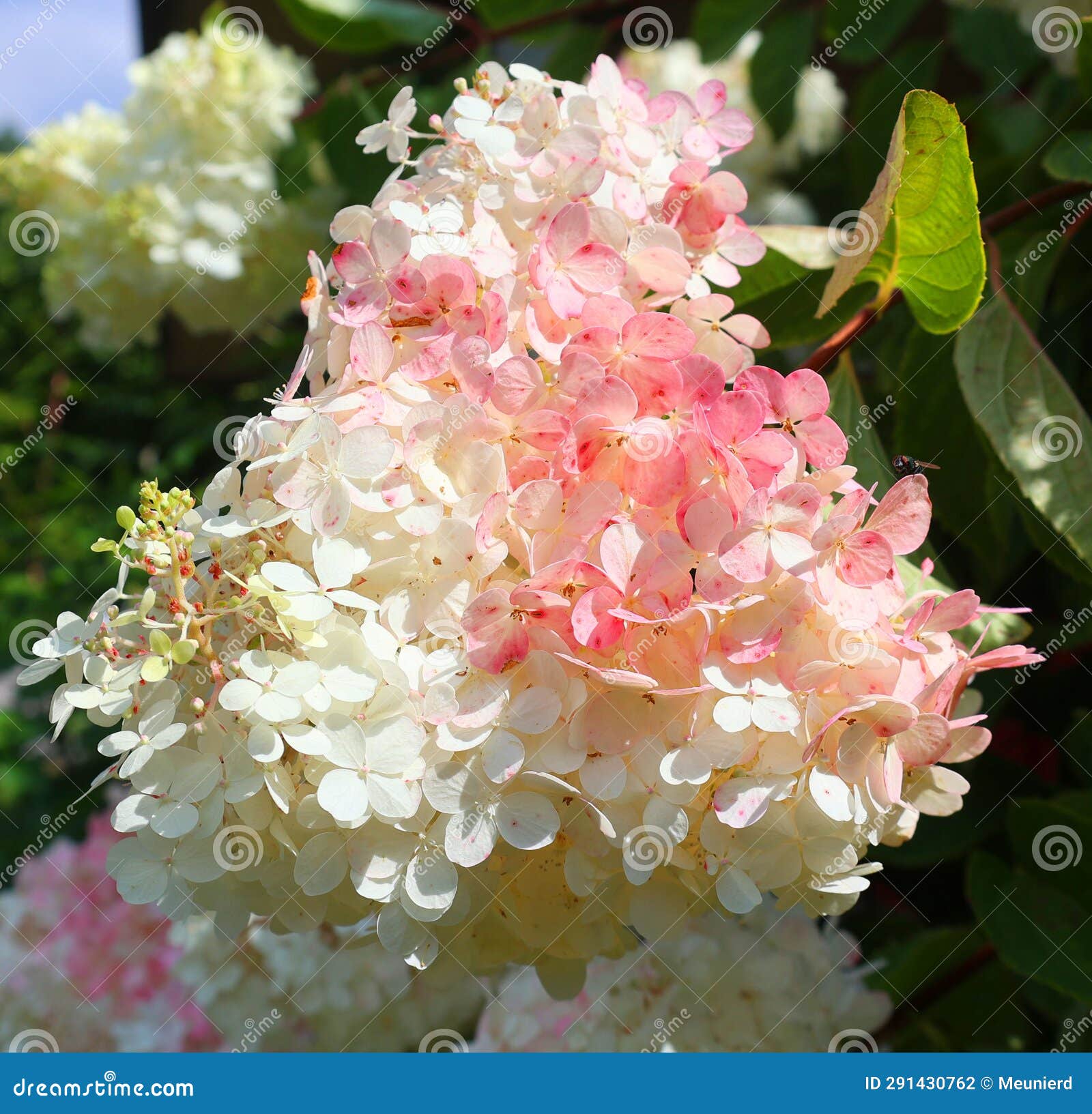 Hydrangea (common Names Hydrangea or Hortensia) Stock Photo - Image of ...