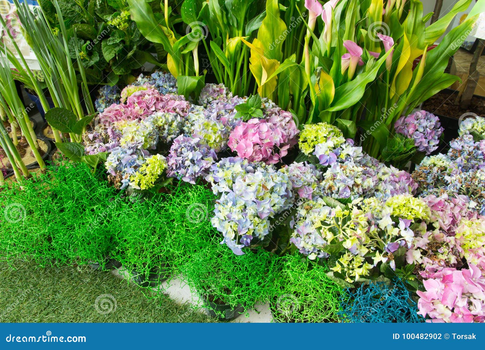 Hydrangea coral stock photo. Image of flower, season - 100482902